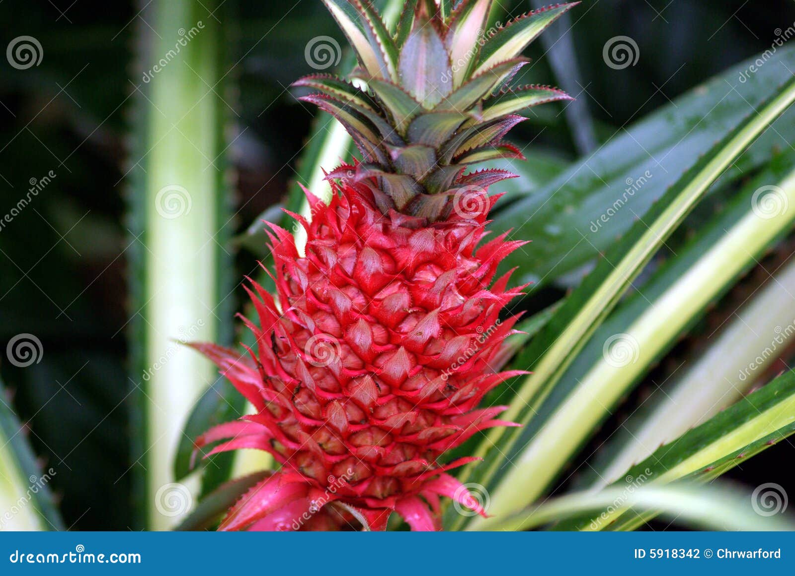 Ananas rouge photo stock. Image du extérieur, frais, ananas - 5918342