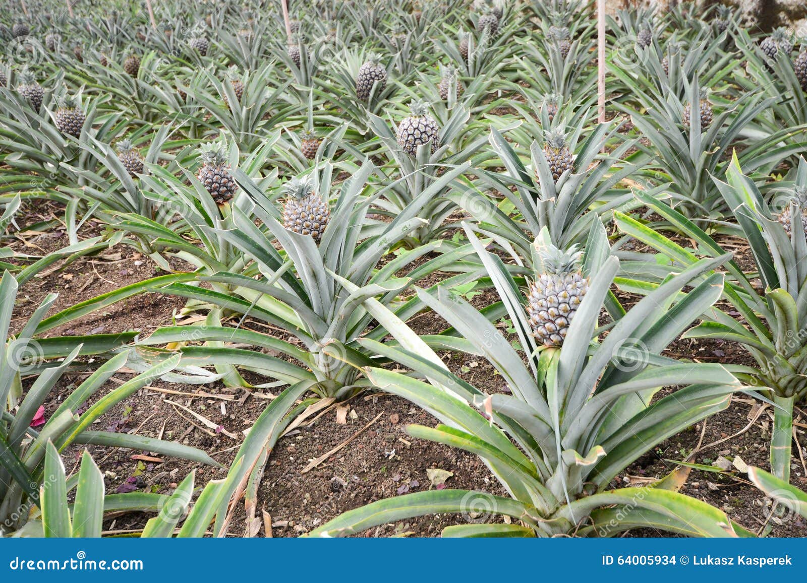Ananas-Wachsen stockfoto. Bild von bauernhöfe, wachstum - 64005934
