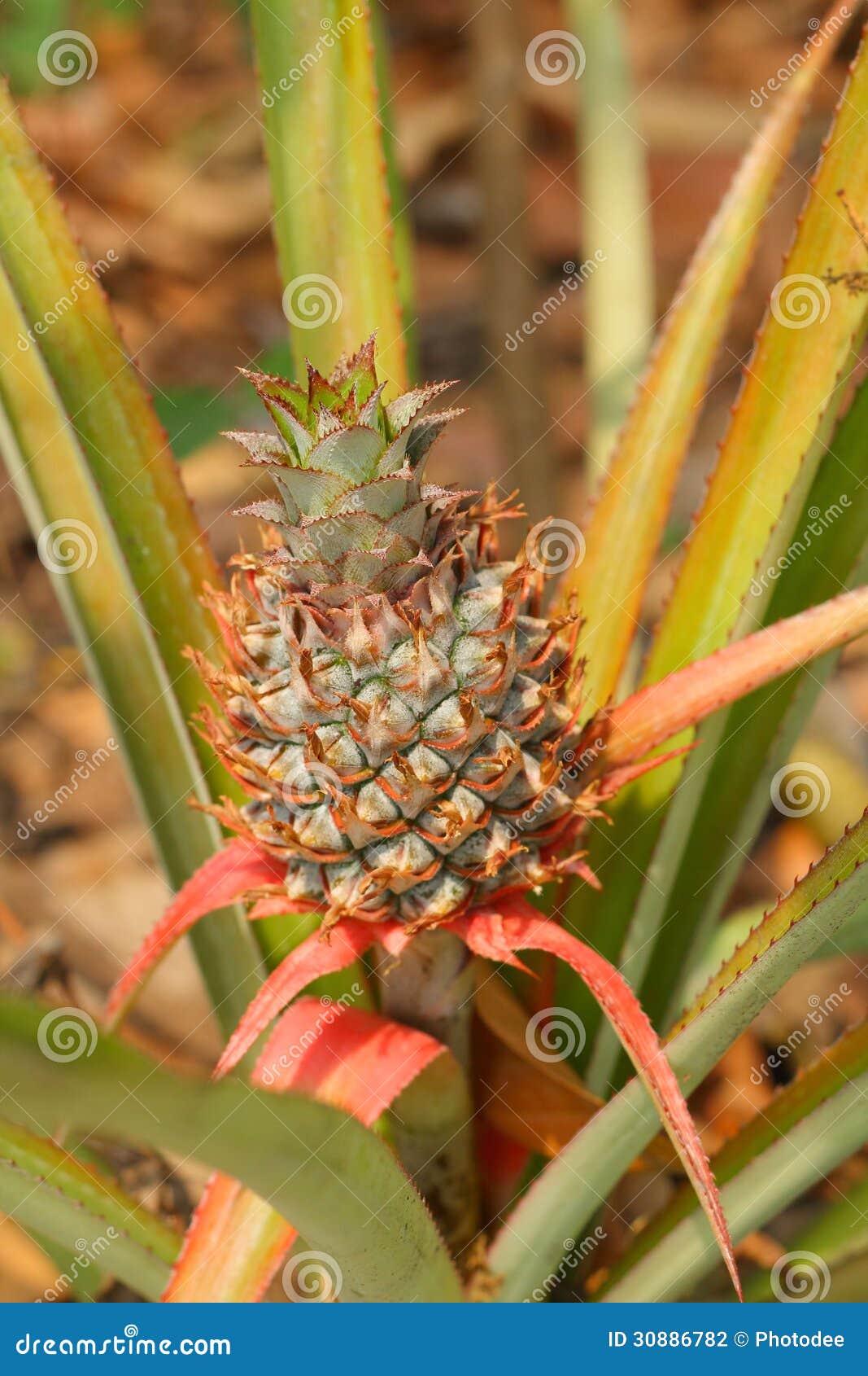 Ananasboom stock foto. Image of zoet, tropisch, niemand - 30886782