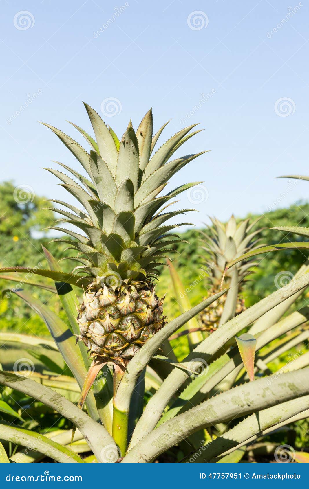 Ananasboom stock afbeelding. Image of nave, landbouw - 47757951