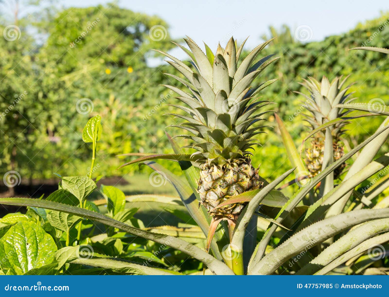 Ananasboom stock afbeelding. Afbeelding bestaande uit azië - 47757985