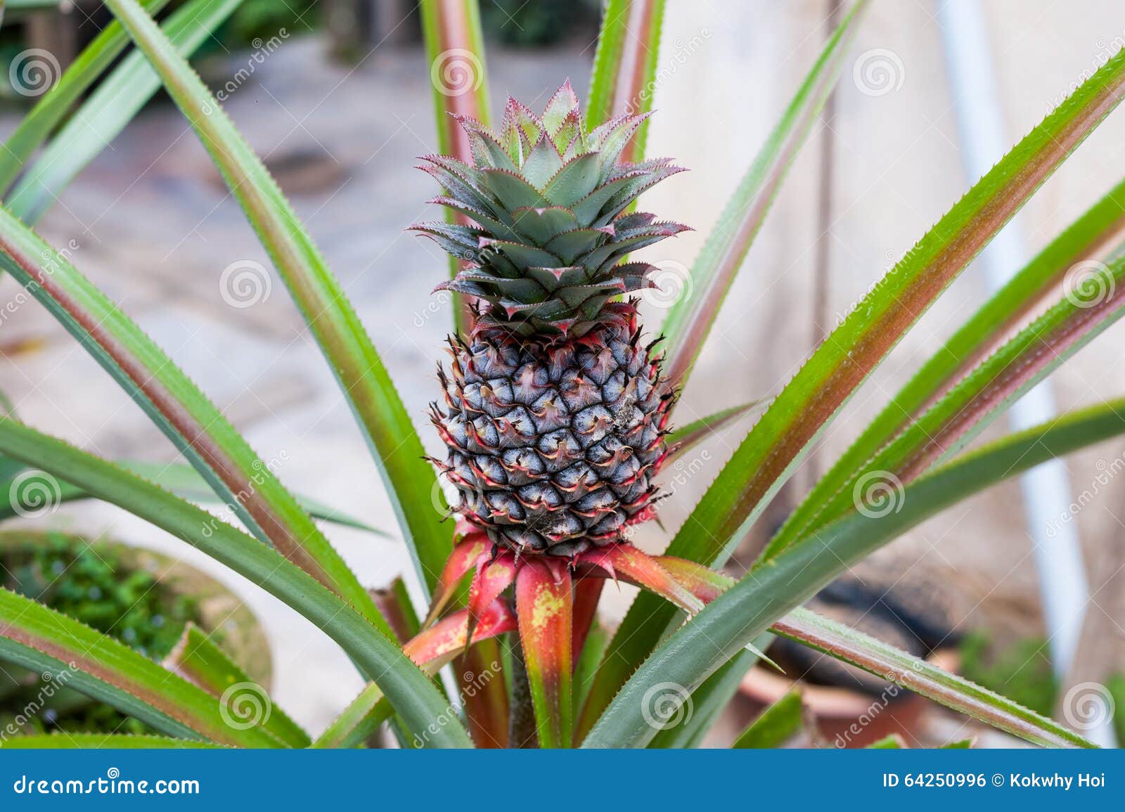 Ananasboom stock foto. Image of blad, mooi, gezond, organisch - 64250996