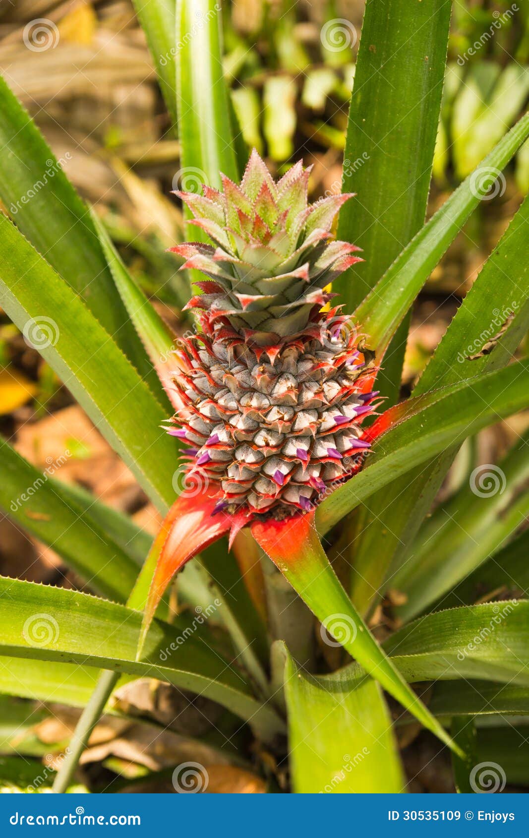 Ananasboom in Thailand stock afbeelding. Image of kinderdagverblijf ...