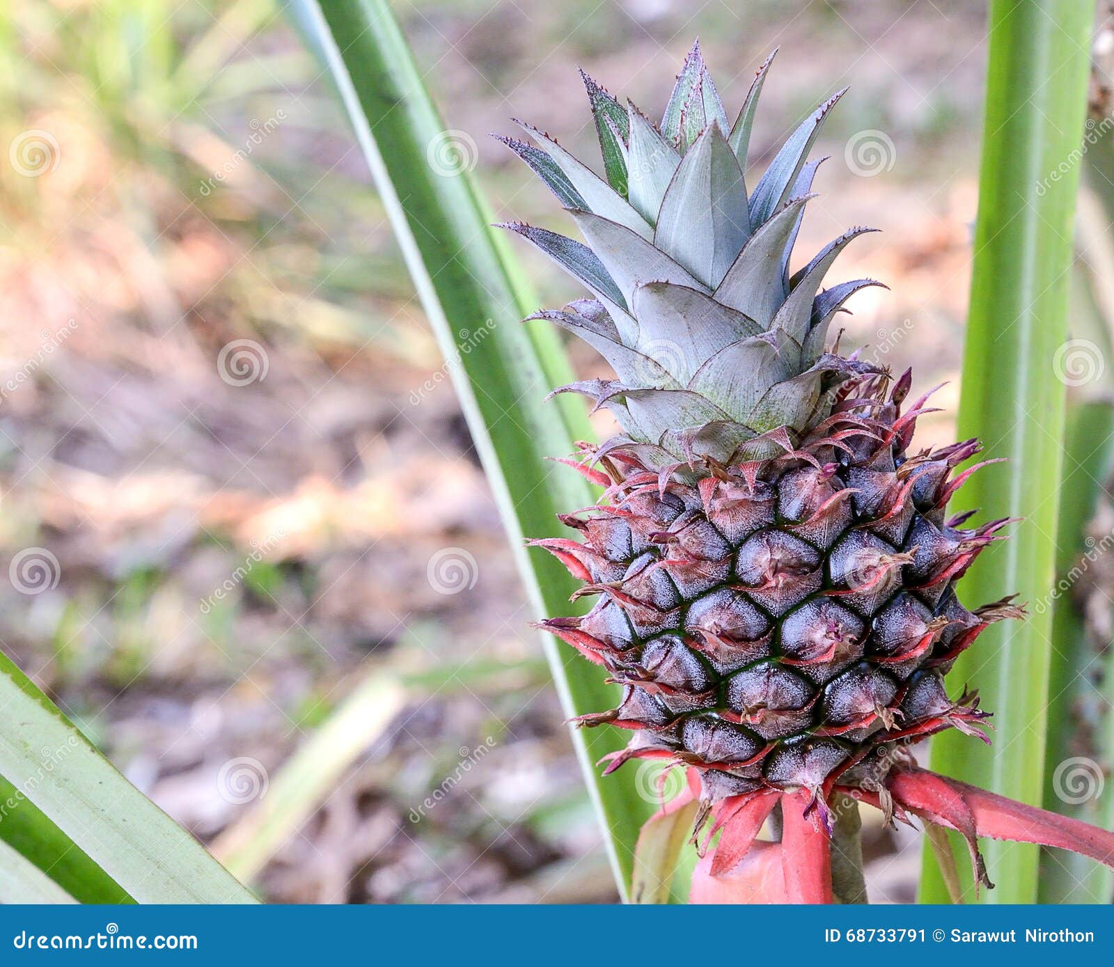 Ananasboom in tuin stock afbeelding. Image of zoet, installatie - 68733791