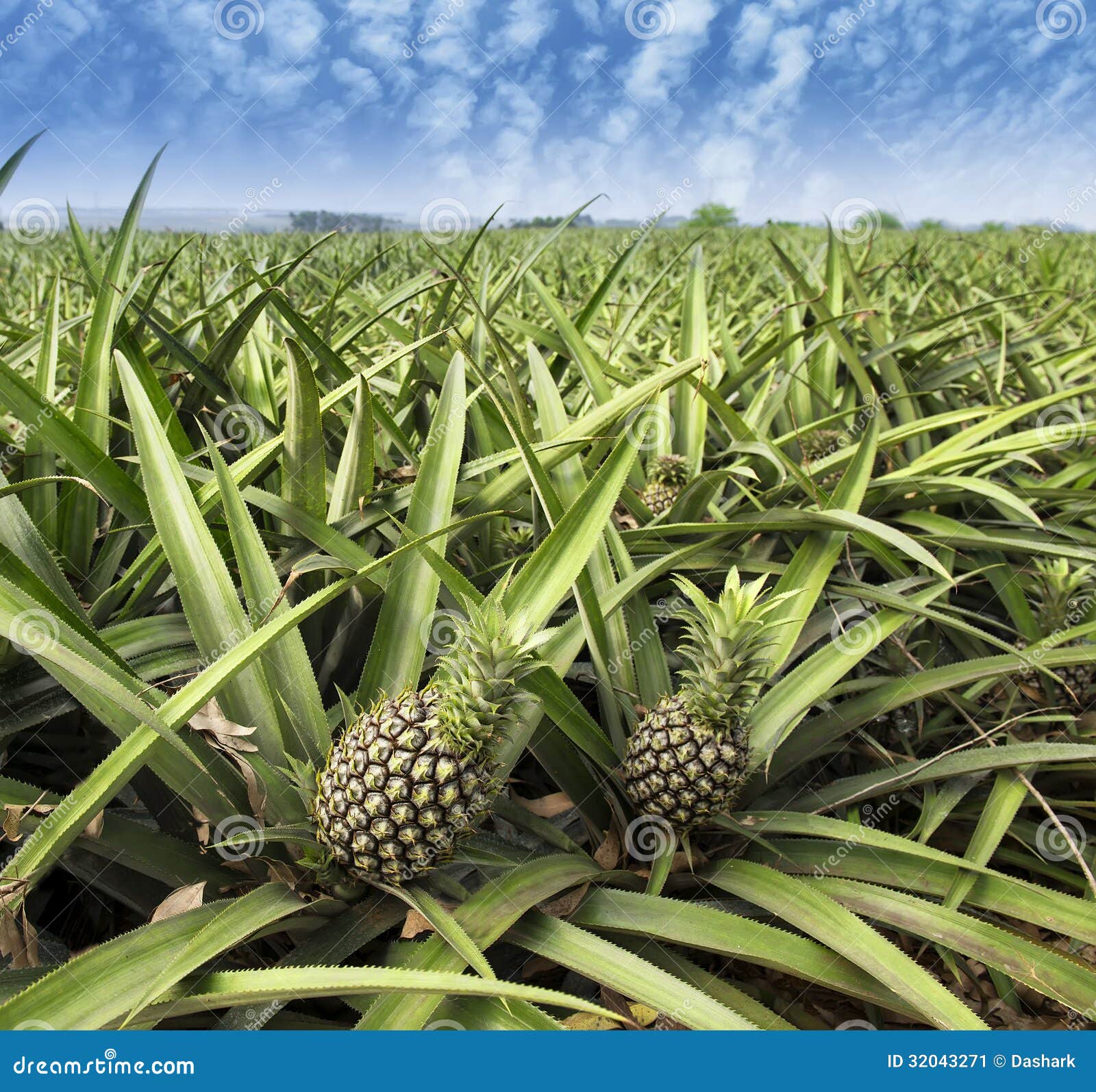 Ananasfruit op de struik stock afbeelding. Image of organisch - 32043271