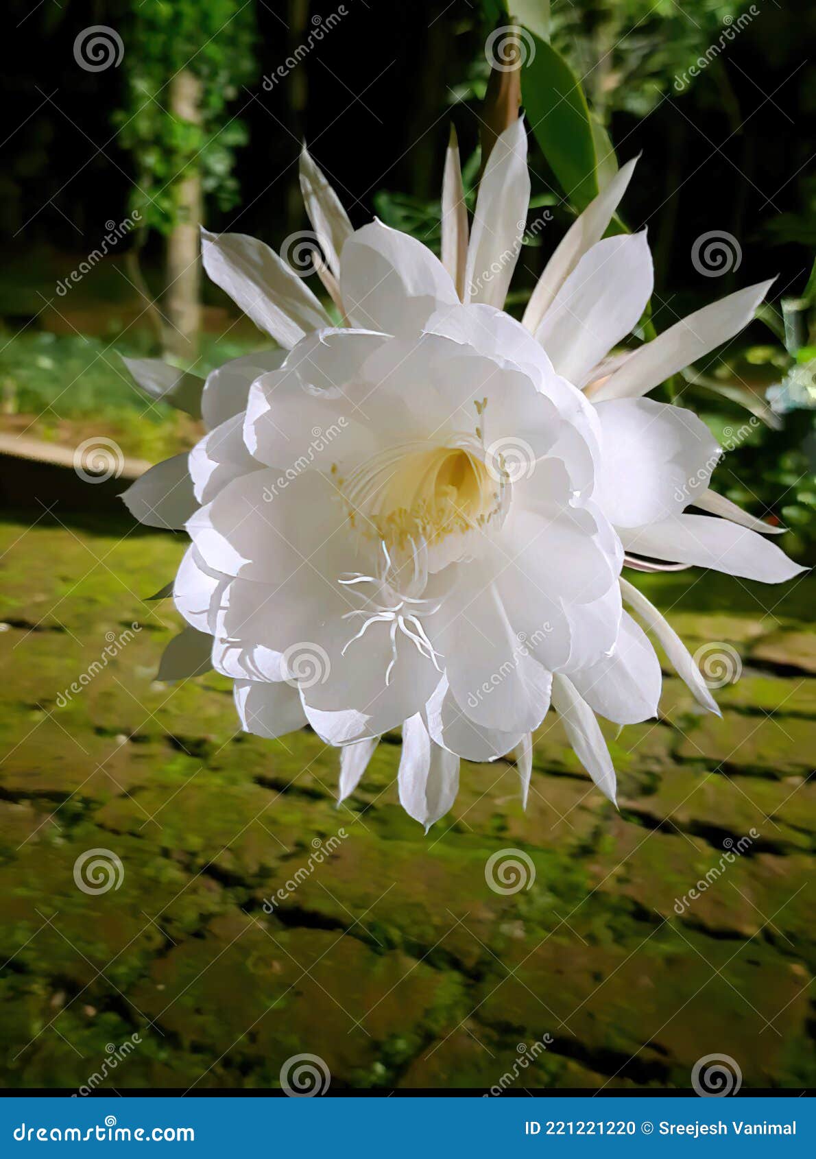 Anandhasayanam stock photo. Image of wildflower, anandhasayanam - 221221220