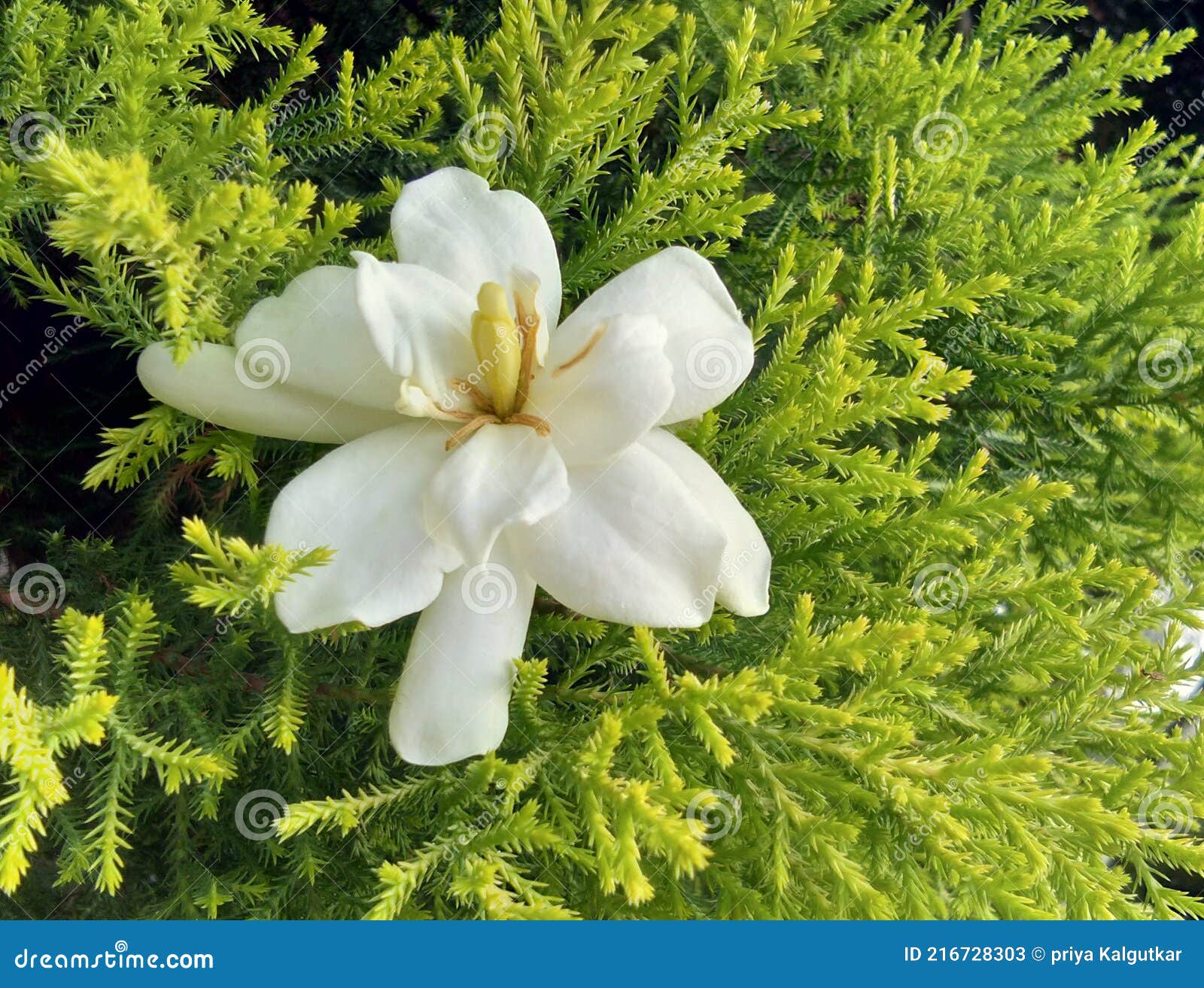 Ananta flower on green stock image. Image of grass, wildflower - 216728303