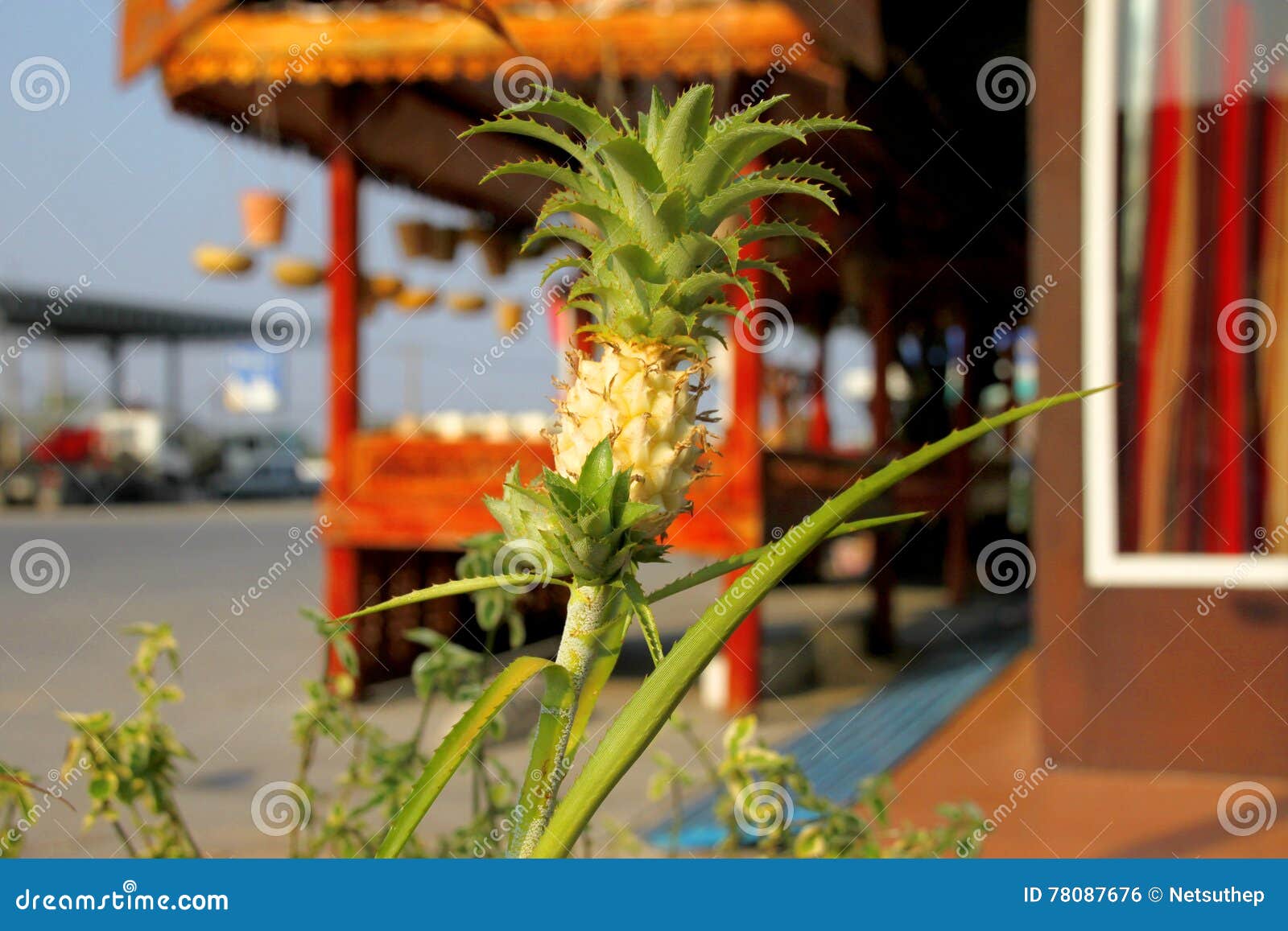 Ananus Comosus Cv.Variegatus Stock Photo - Image of flower, bromelia ...