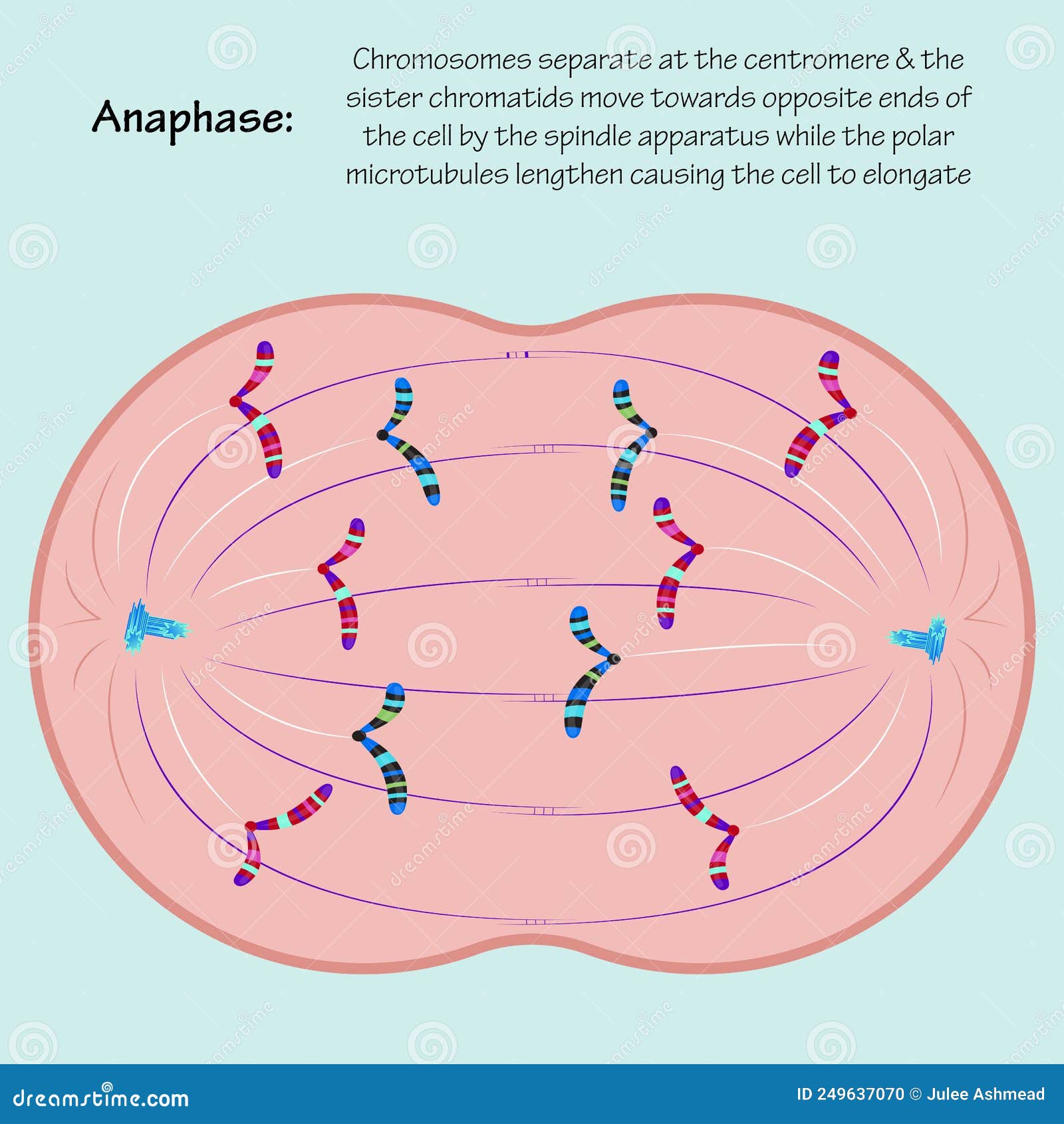 Anaphase of mitosis vector stock vector. Illustration of science ...