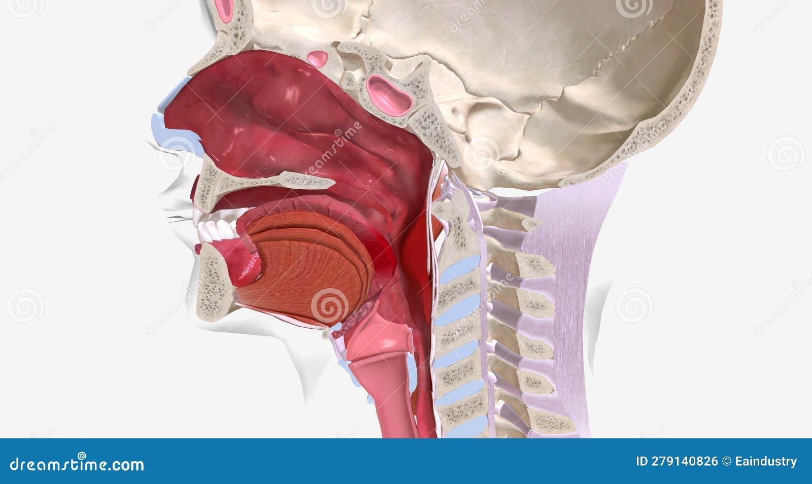Anaphylaxis is a Severe, Systemic Allergic Reaction Characterize Stock ...