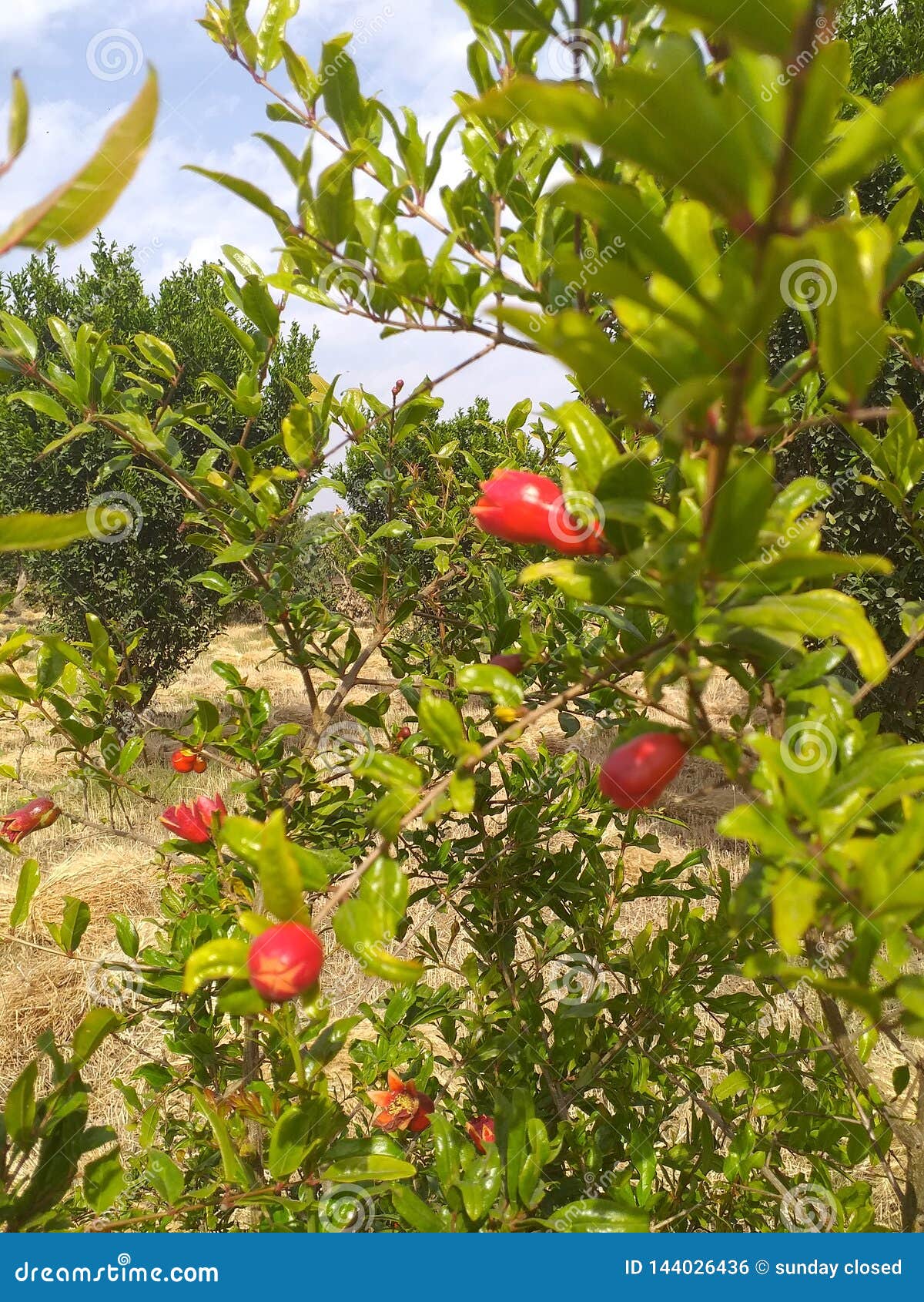 Anar stock photo. Image of anar, village, ossam, beautiful - 144026436