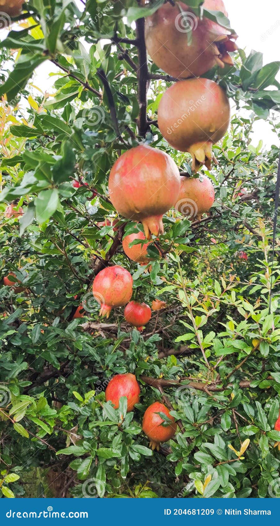 Anar Fruit Vegetables India Stock Image - Image of fruit, indiab: 204681209