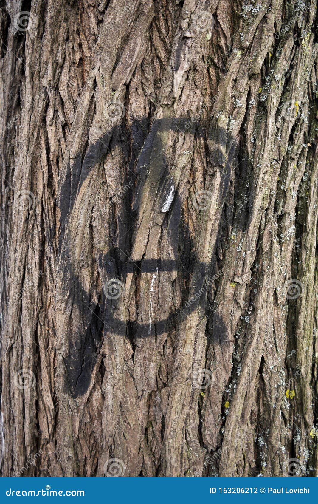 Anarchy symbol on a tree editorial photography. Image of symbol - 163206212