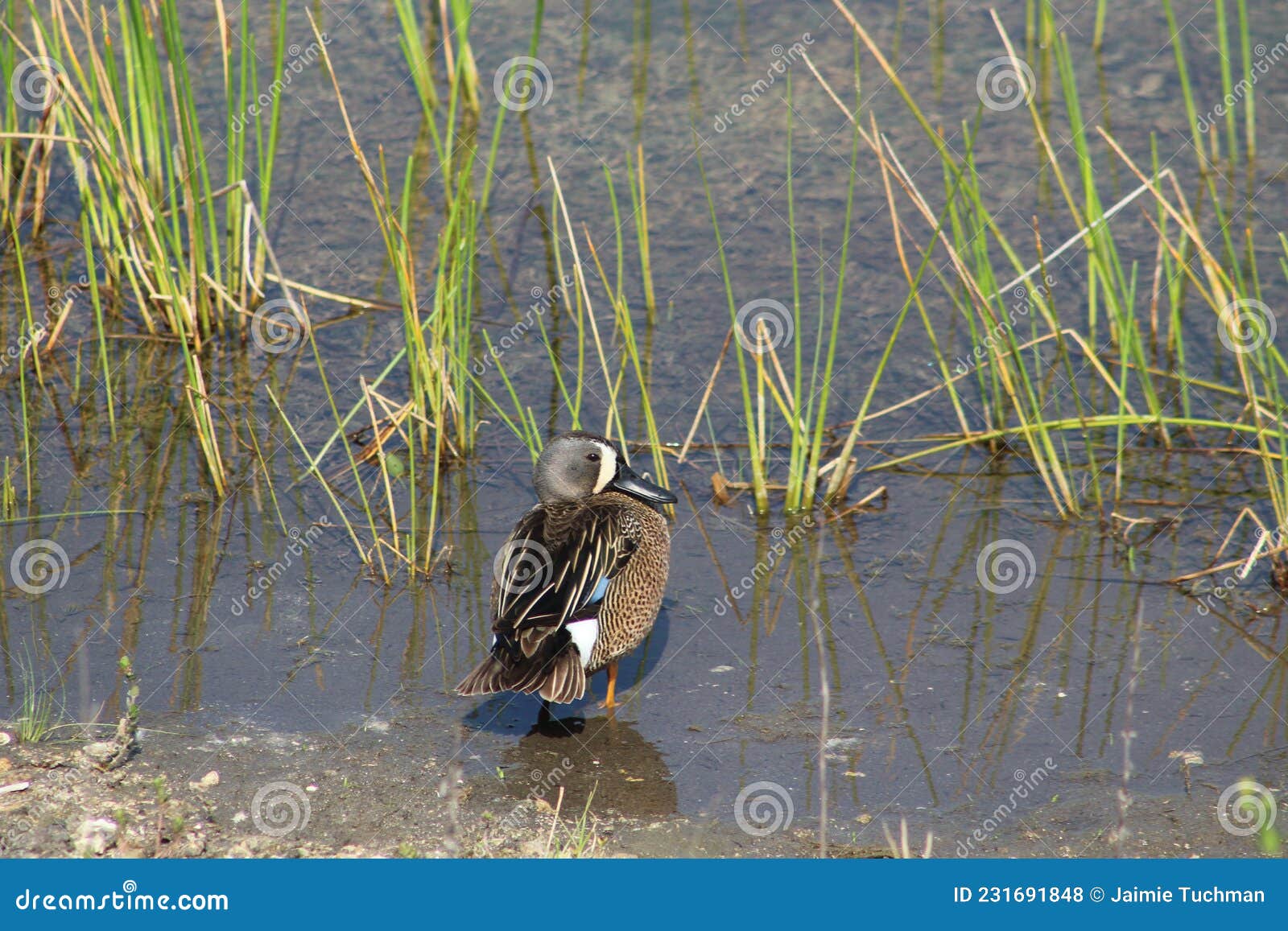 Anas Discors AKA Blue Winged Teal Stock Photo - Image of platyrhynchos ...
