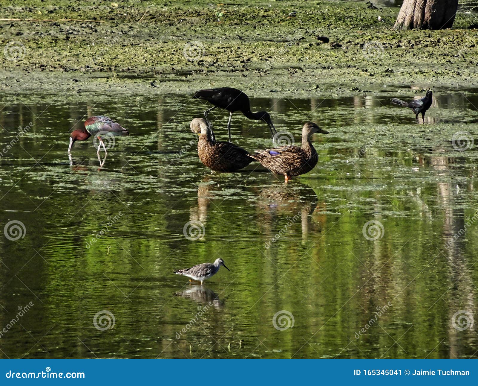 Pair of Ducks in the Florida Swamp Stock Image - Image of mottled ...