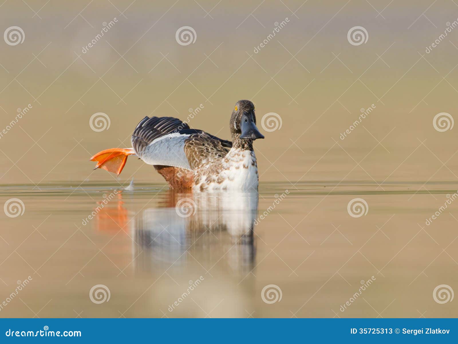 Anas stock image. Image of bird, wildlife, water, argentina - 35725313