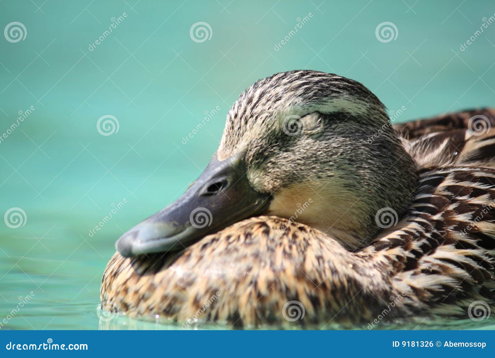 Anas Platyrhynchos â€“ Duck Sleeping Stock Photo - Image of female ...