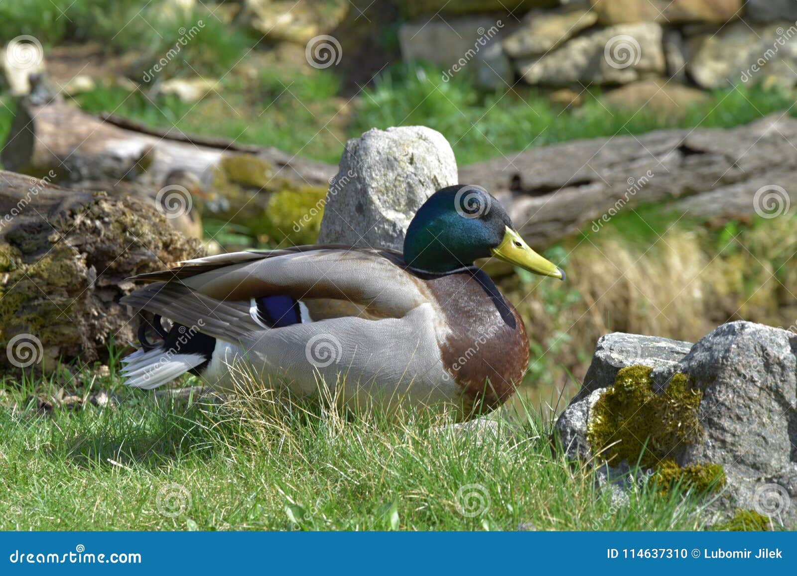 Anas Platyrhynchos, Wild Duck, Nice-colored Male. Stock Photo - Image ...