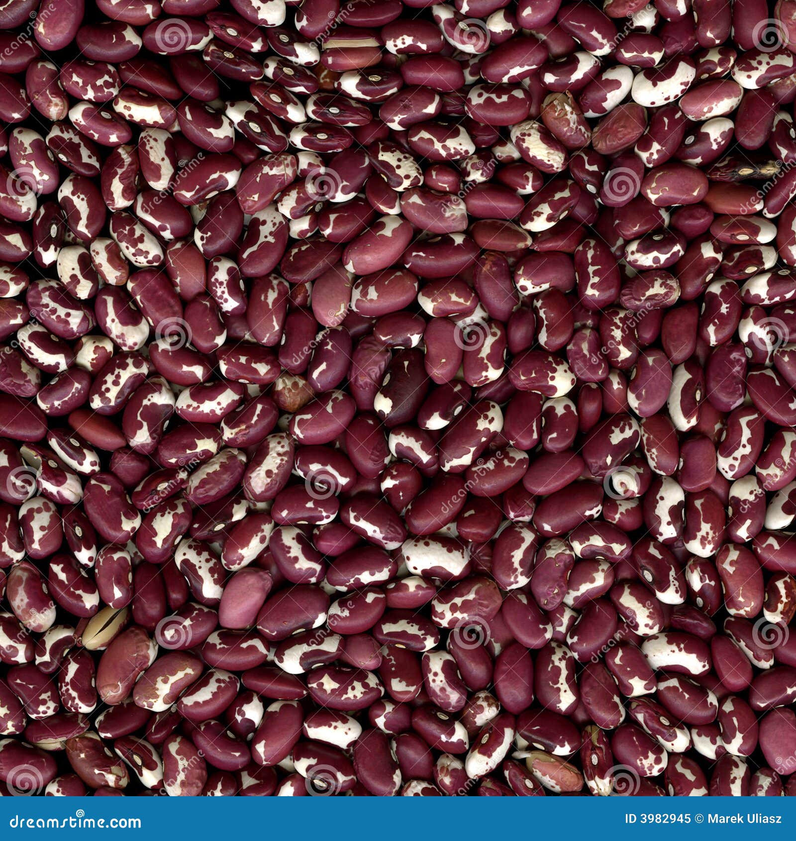Anasazi Beans, Purple and White Stock Image - Image of textured ...