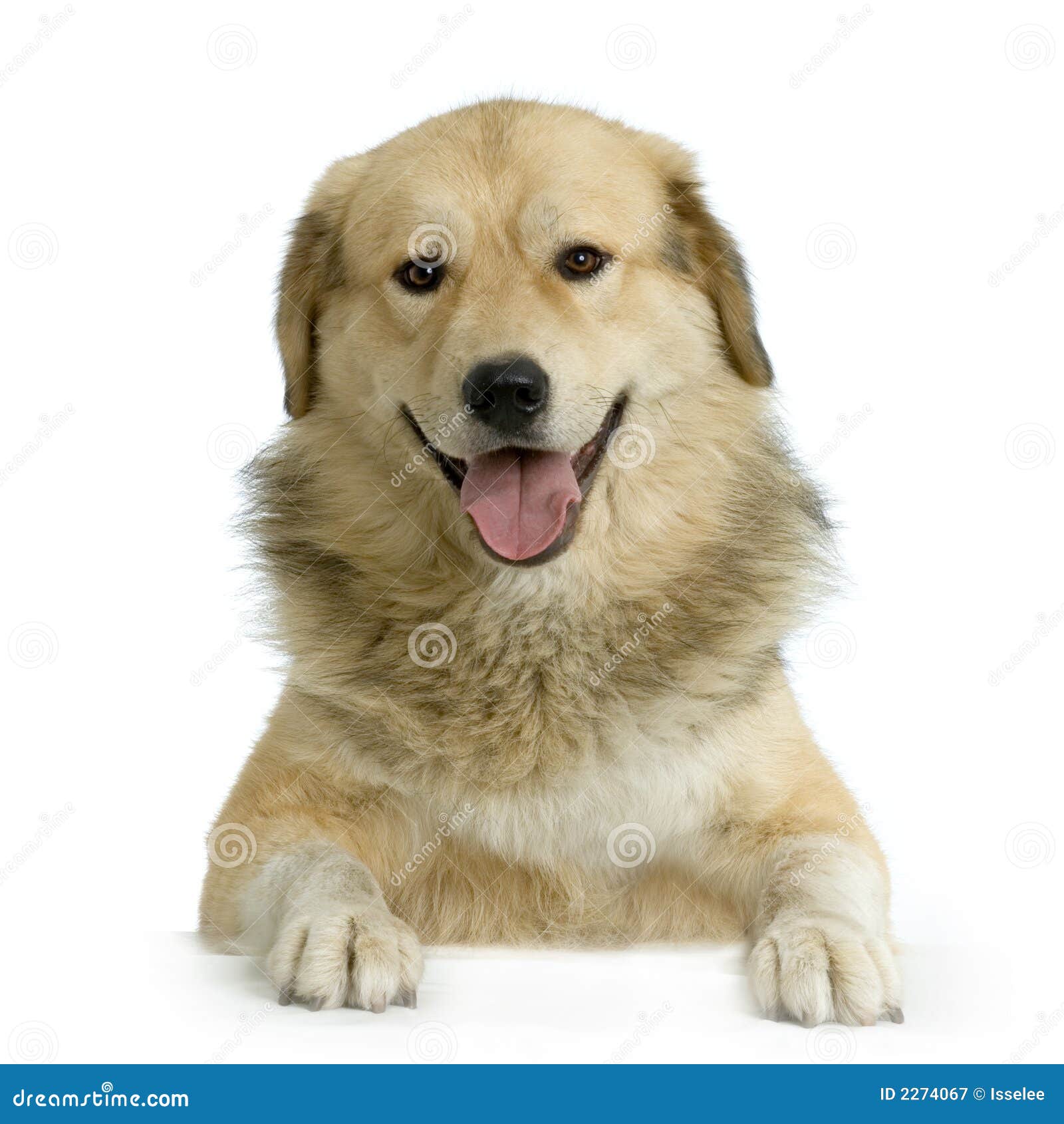 Anatolian Shepherd Dog Or Coban Kopegi, Male And Female Royalty-Free ...