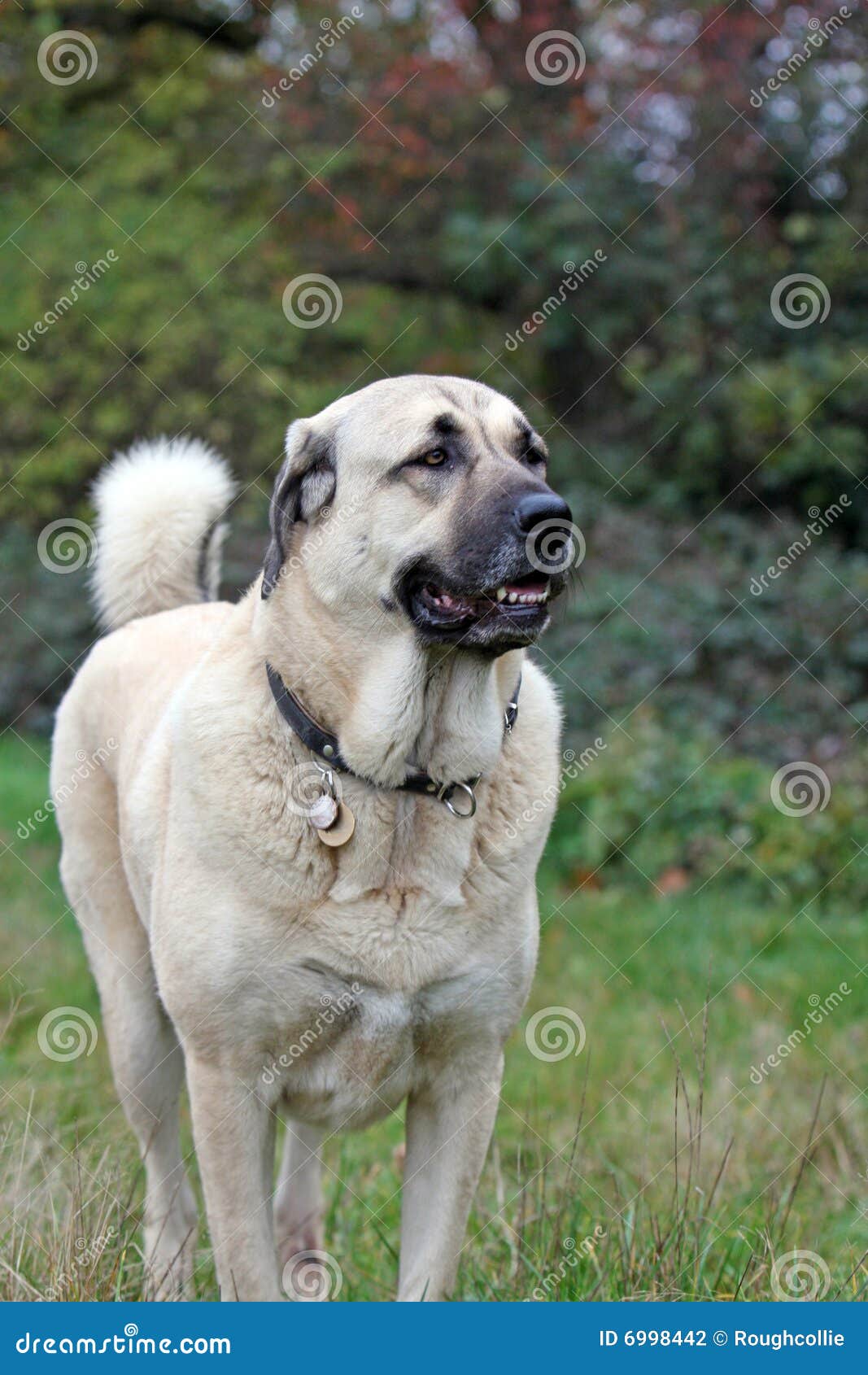 Anatolian Shepherd Dog Or Coban Kopegi, Male And Female Royalty-Free ...