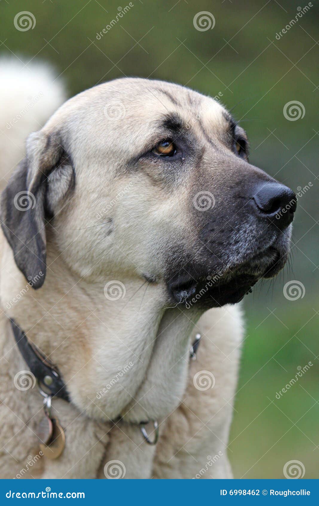 Anatolian Shepherd dog stock photo. Image of black, shepherd - 6998462