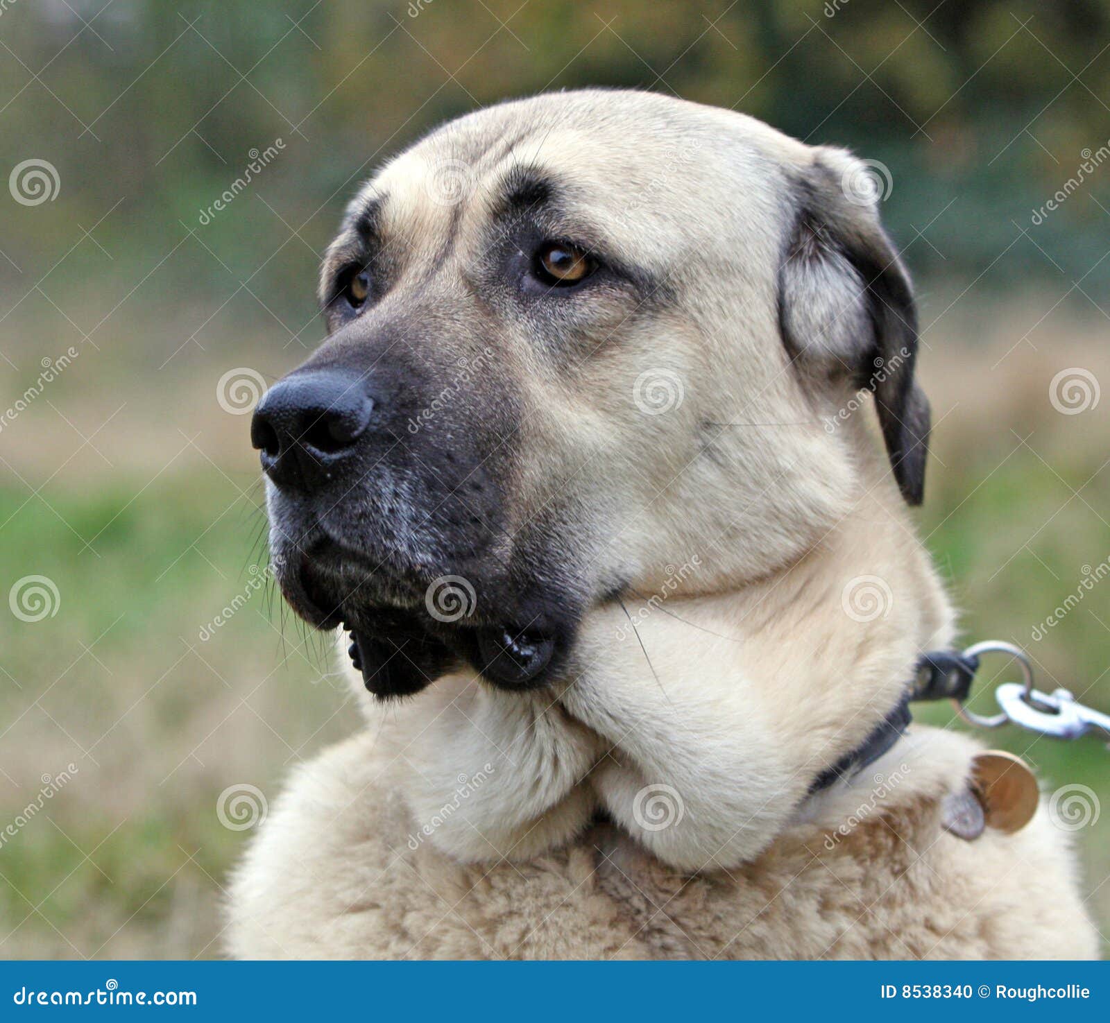 Anatolian Shepherd Dog Sivas Kangal In Isolated White Background ...