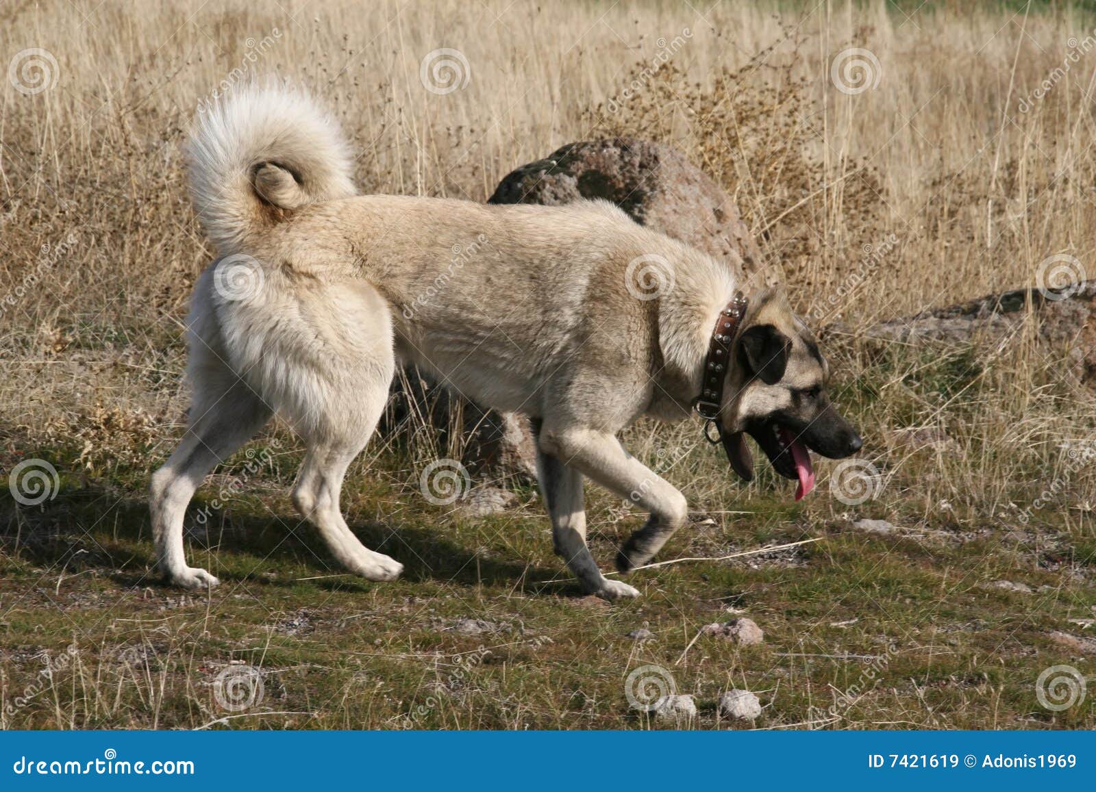 Anatolian Shepherd Dog Kangal Stock Image - Image of grooming, sitting ...