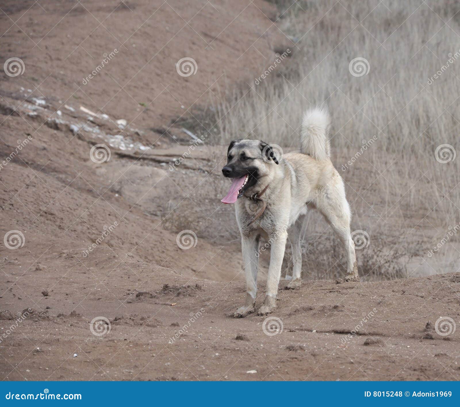 Anatolian Shepherd Dog Or Coban Kopegi, Pup Royalty-Free Stock ...