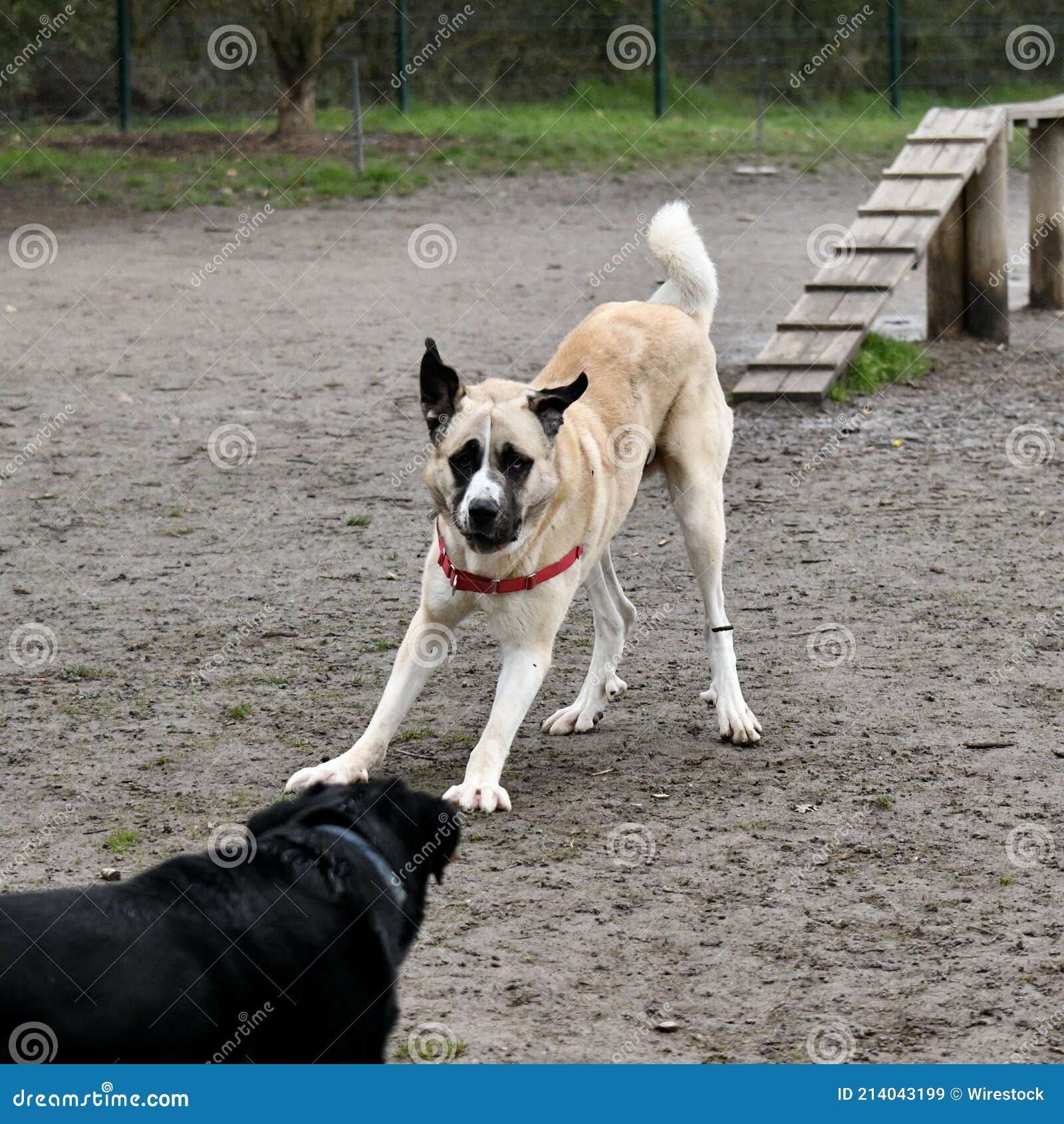 Anatolian Shepherd Fighting with a Black Majorca Shepherd at the ...