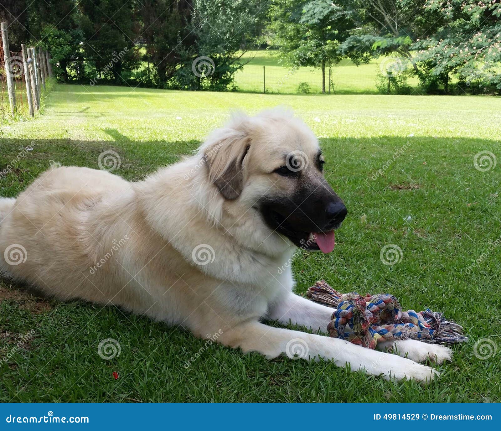 Anatolian Shepherd stock image. Image of breed, large - 49814529