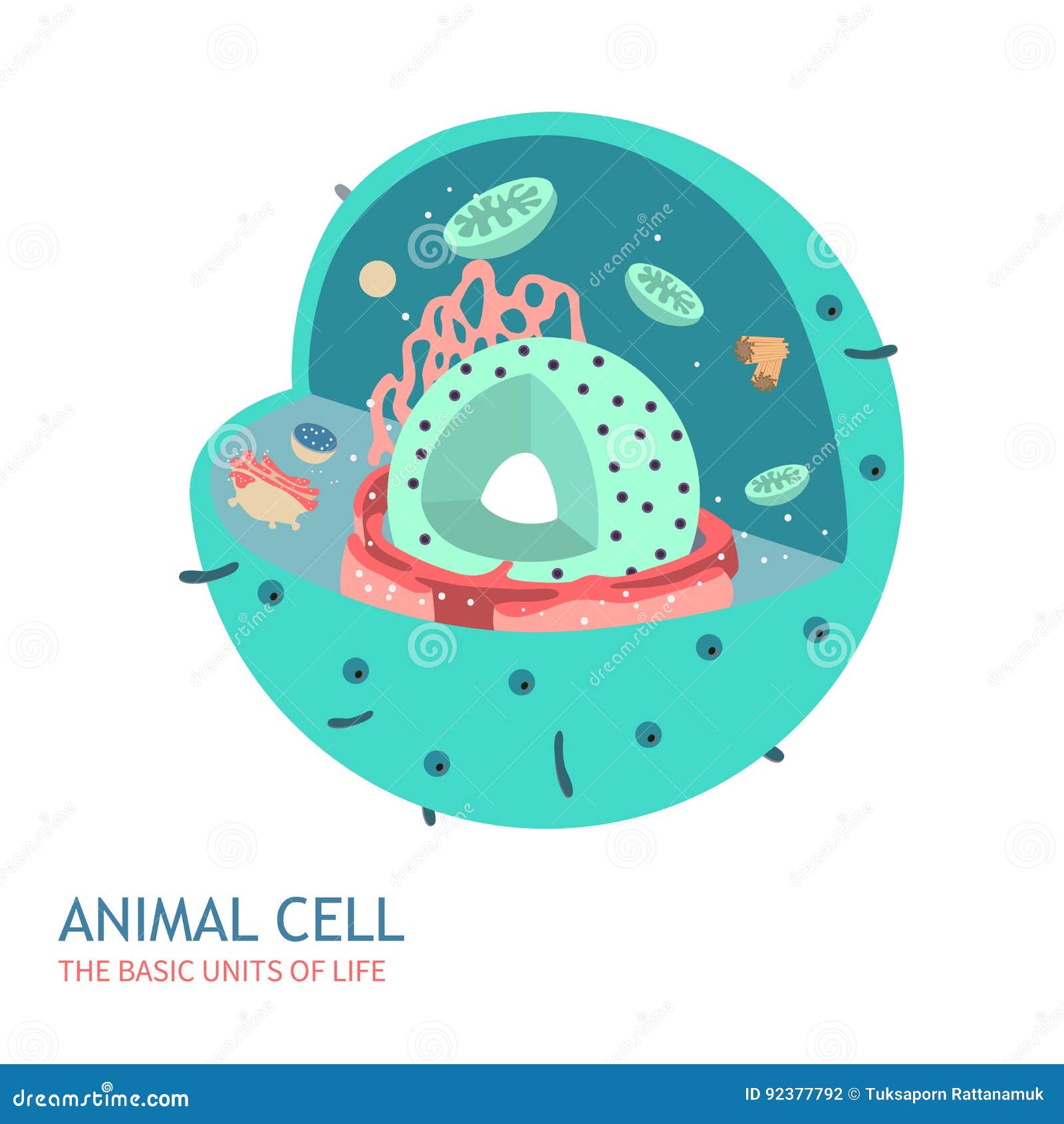 Anatomía Animal De La Célula Ilustración del Vector - Ilustración de ...