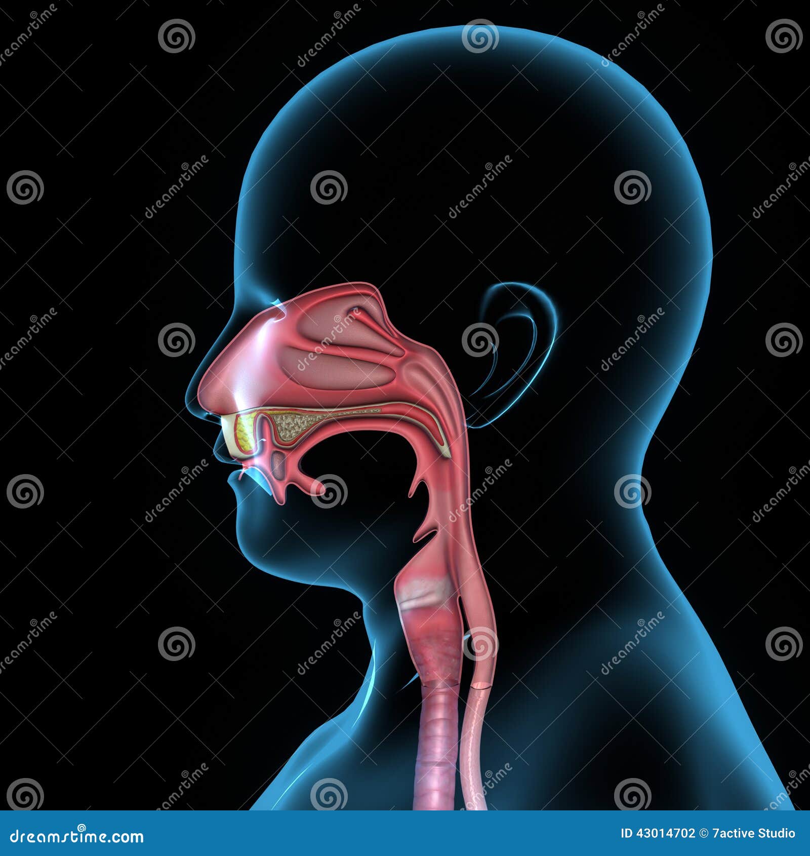 Anatomía de la boca stock de ilustración. Ilustración de pista - 43014702