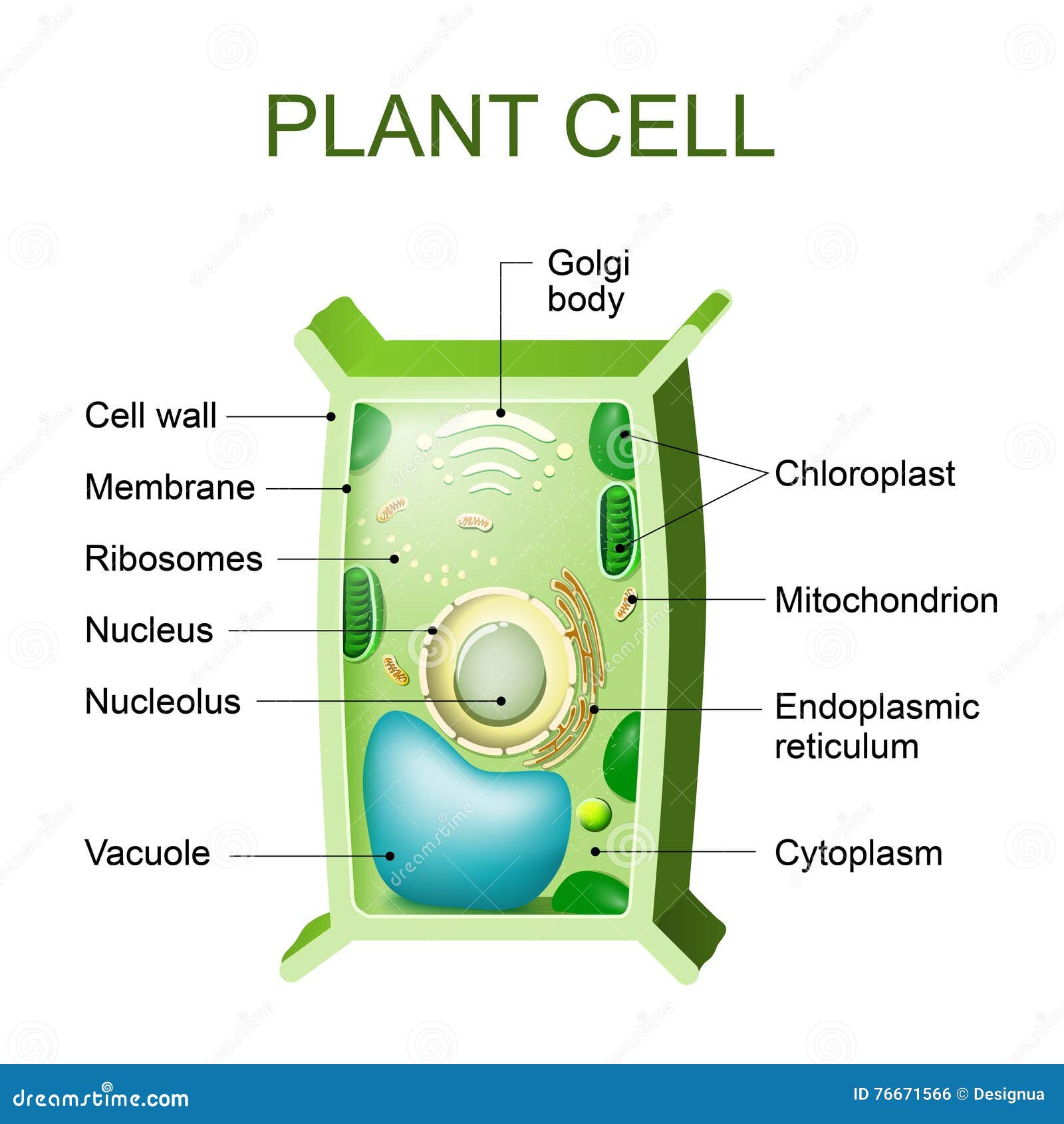 Anatomía De La Célula De La Planta Ilustración del Vector - Ilustración ...