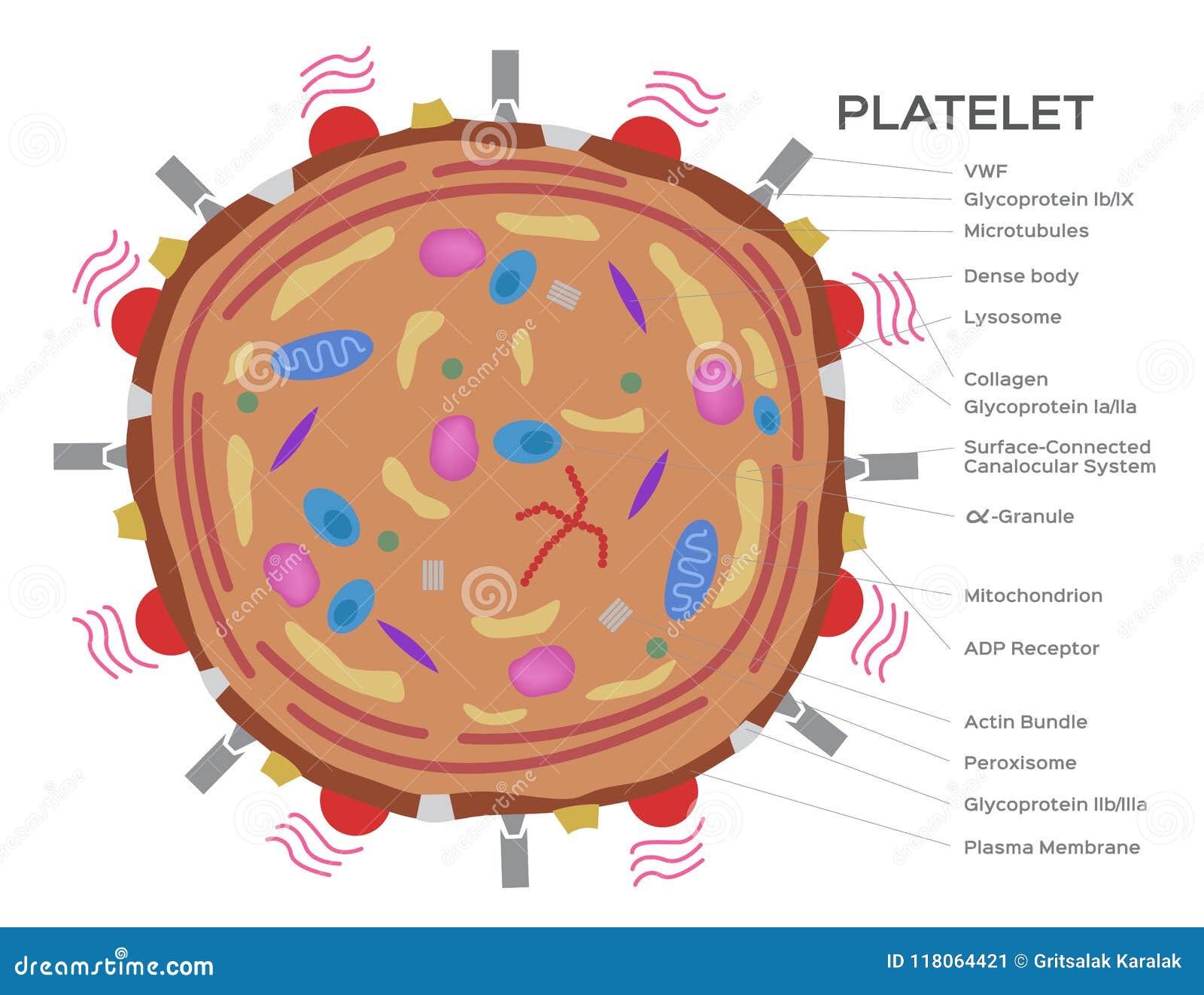 Anatomía De La Célula De La Plaqueta Ilustración del Vector ...