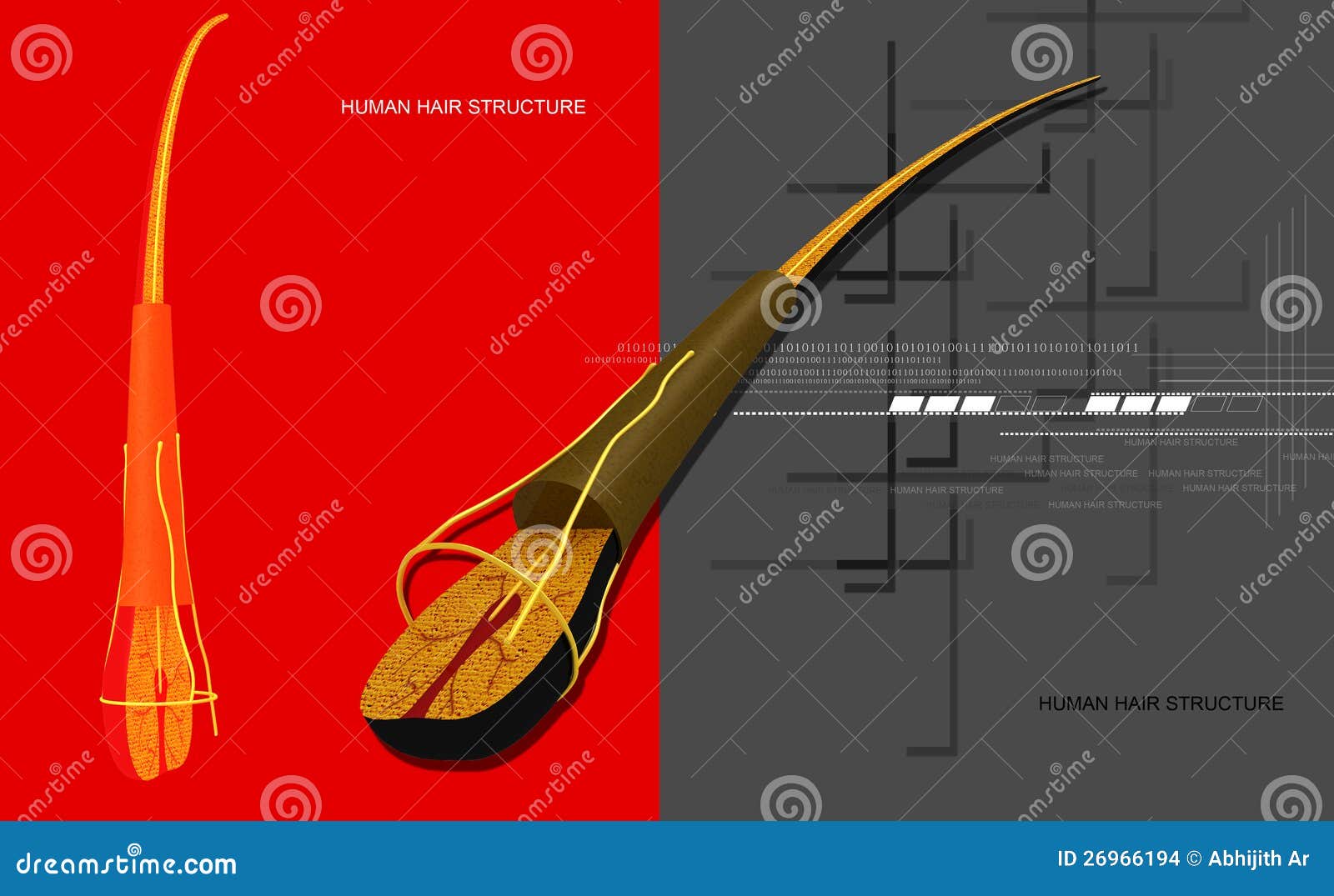 Anatomía De La Estructura Del Pelo Humano Stock de ilustración ...