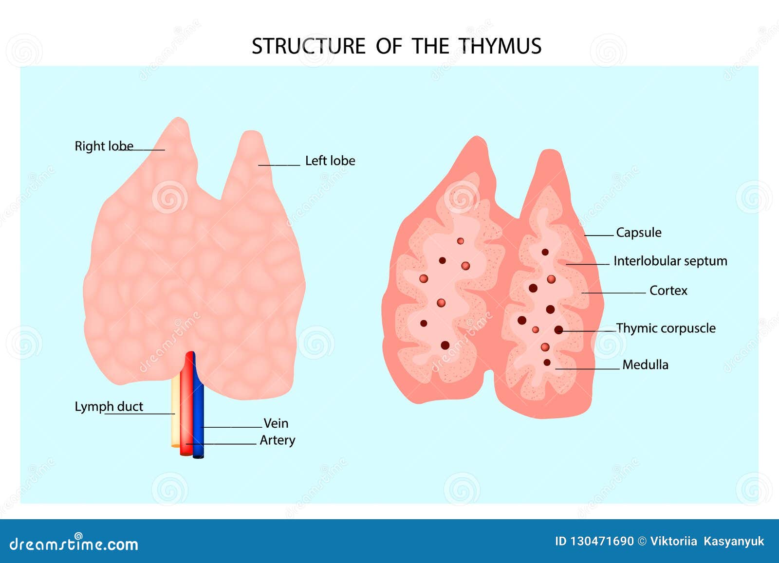 Anatomía De La Glándula De Timo Ilustración del Vector - Ilustración de ...