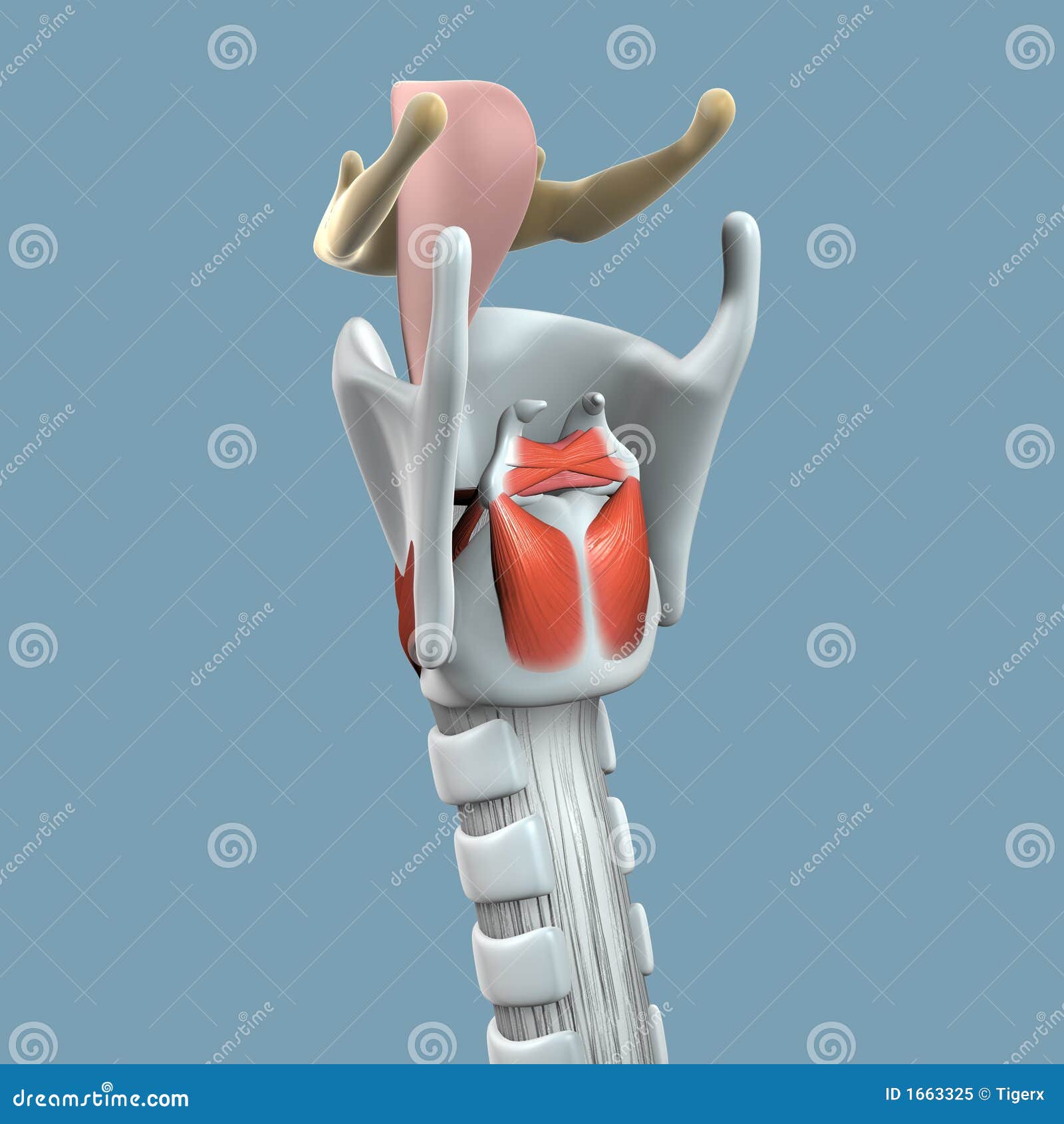 Anatomía de la laringe stock de ilustración. Ilustración de laringe ...