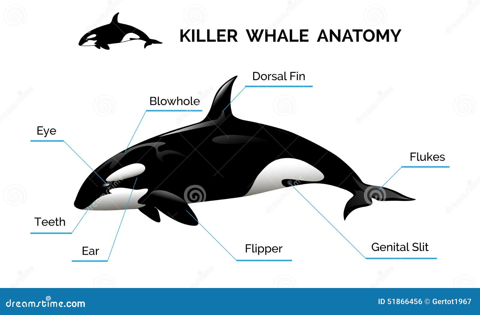 Anatomía de la orca ilustración del vector. Ilustración de sopladura ...