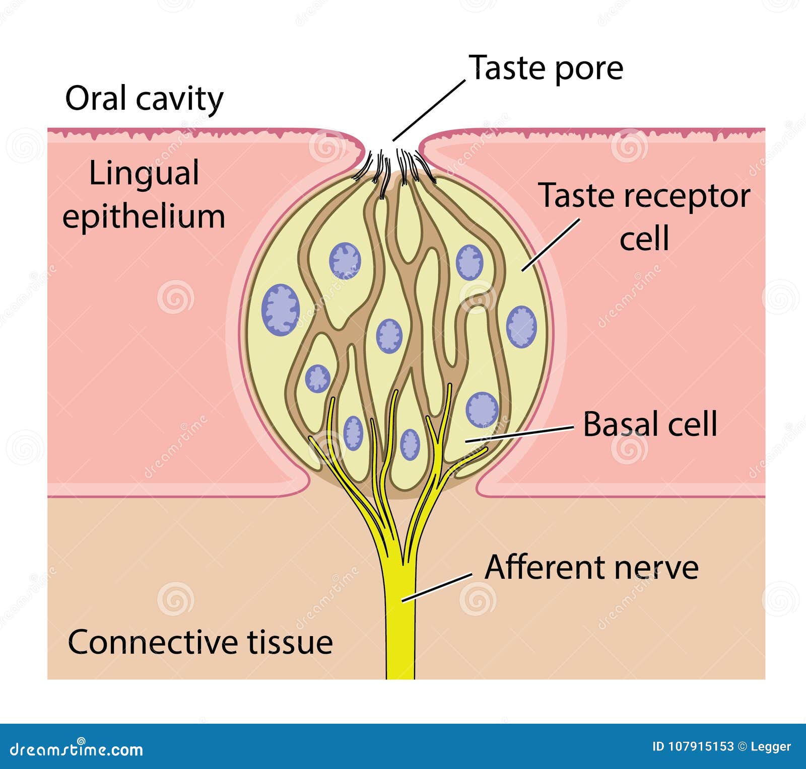 Anatomía De La Papila Gustativa Ilustración del Vector - Ilustración de ...