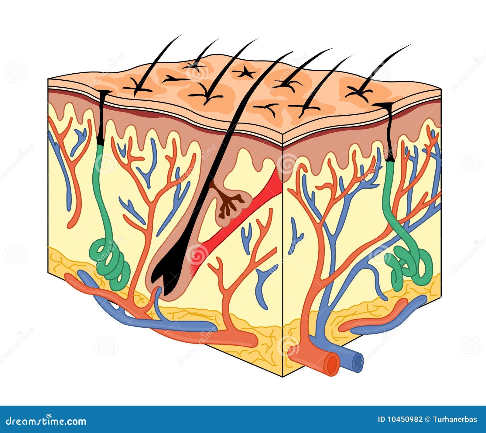 Anatomía De La Piel Fotografía de archivo - Imagen: 10450982