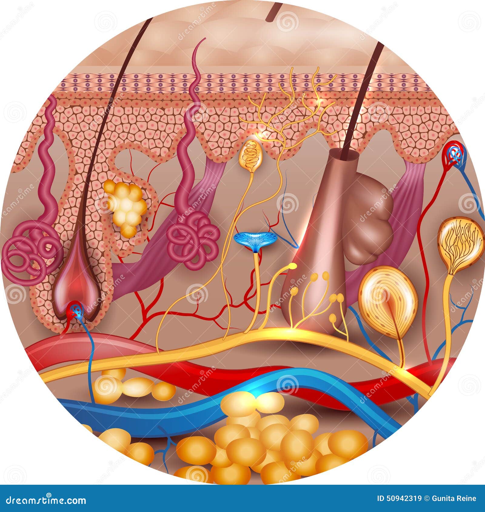 Anatomía De La Piel En Forma Redonda Ilustración del Vector - Imagen ...