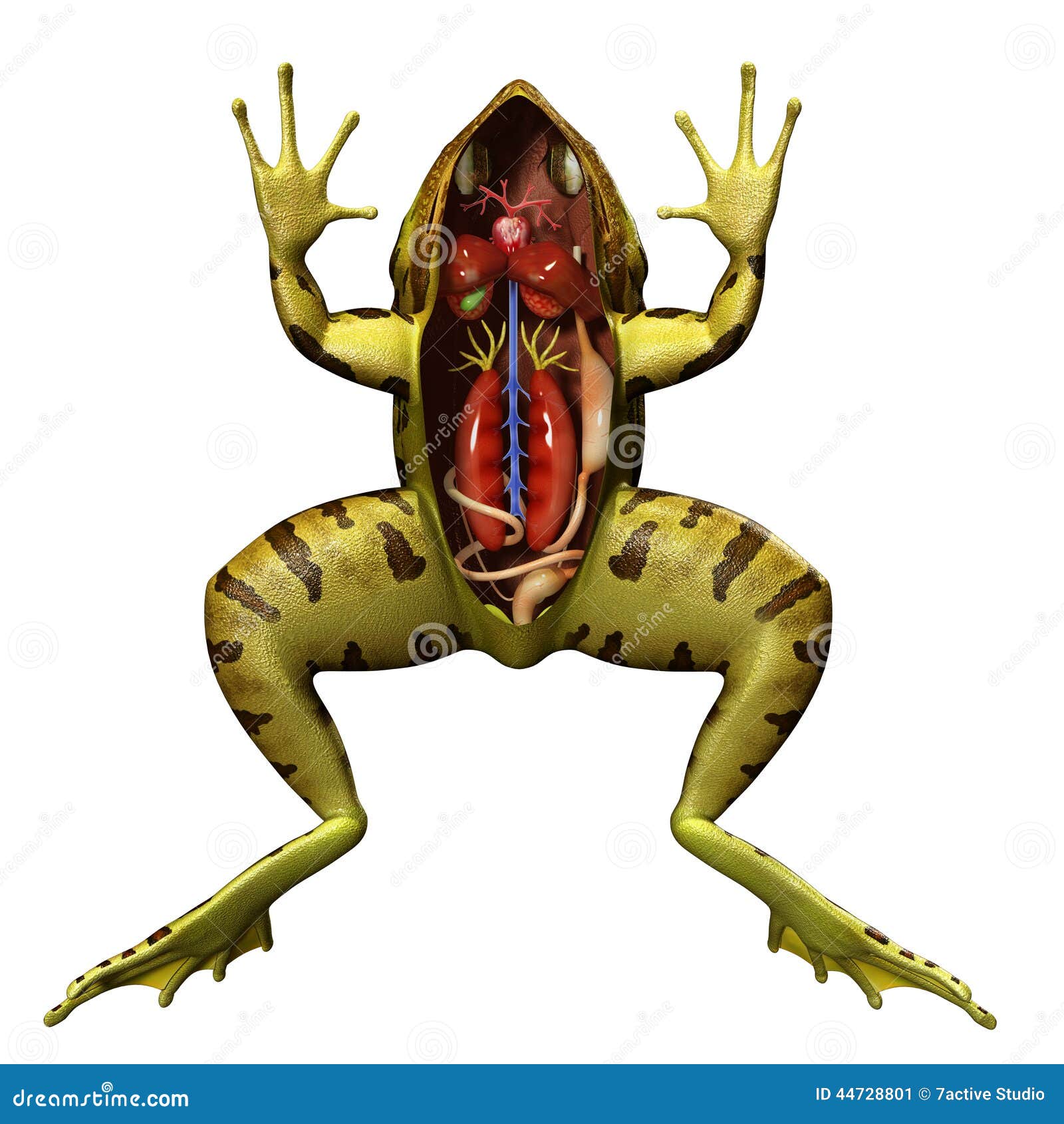 Anatomía De La Rana Foto de archivo - Imagen: 44728801