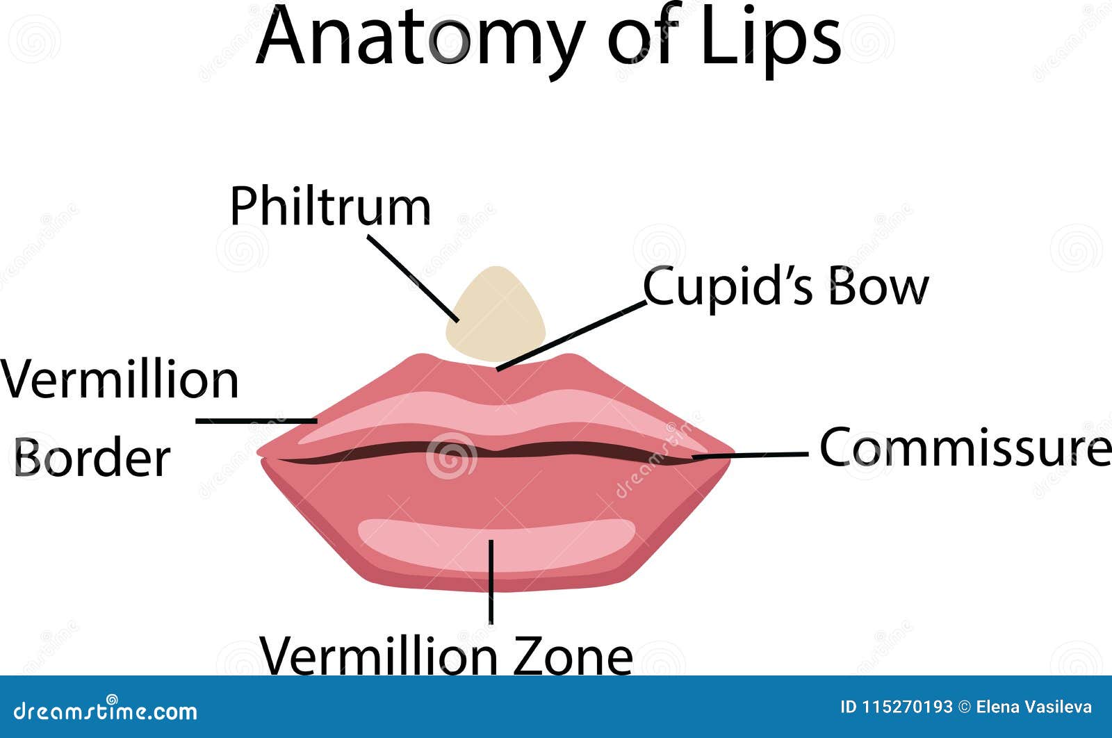 Anatomía De Labios, Ejemplo Del Vector Ilustración del Vector ...
