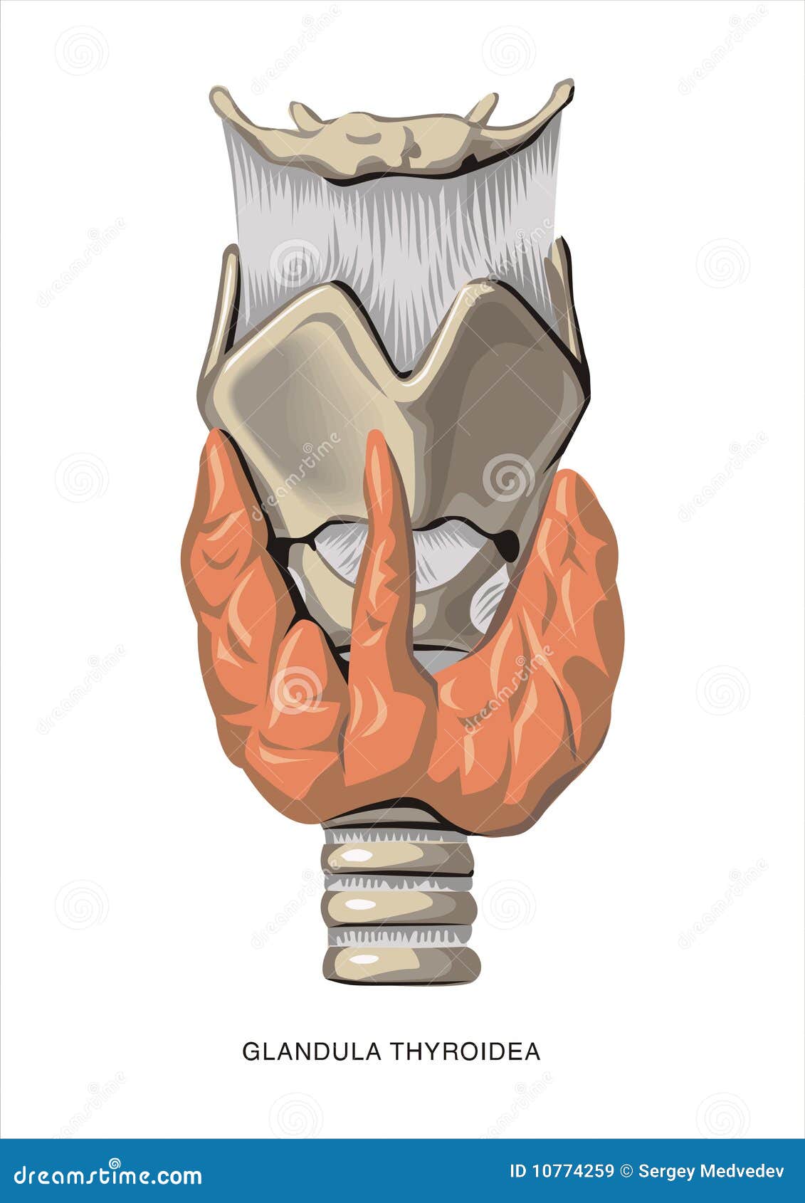 Anatomía de laringe stock de ilustración. Ilustración de prathyroid ...
