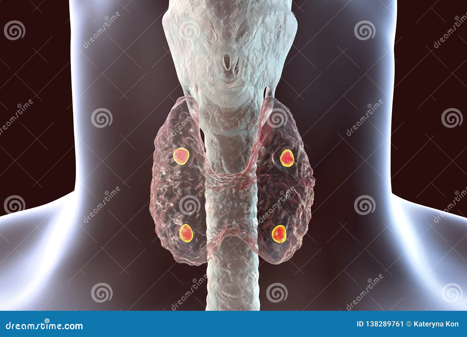 Anatomía De Las Glándulas Paratiroides Stock de ilustración ...