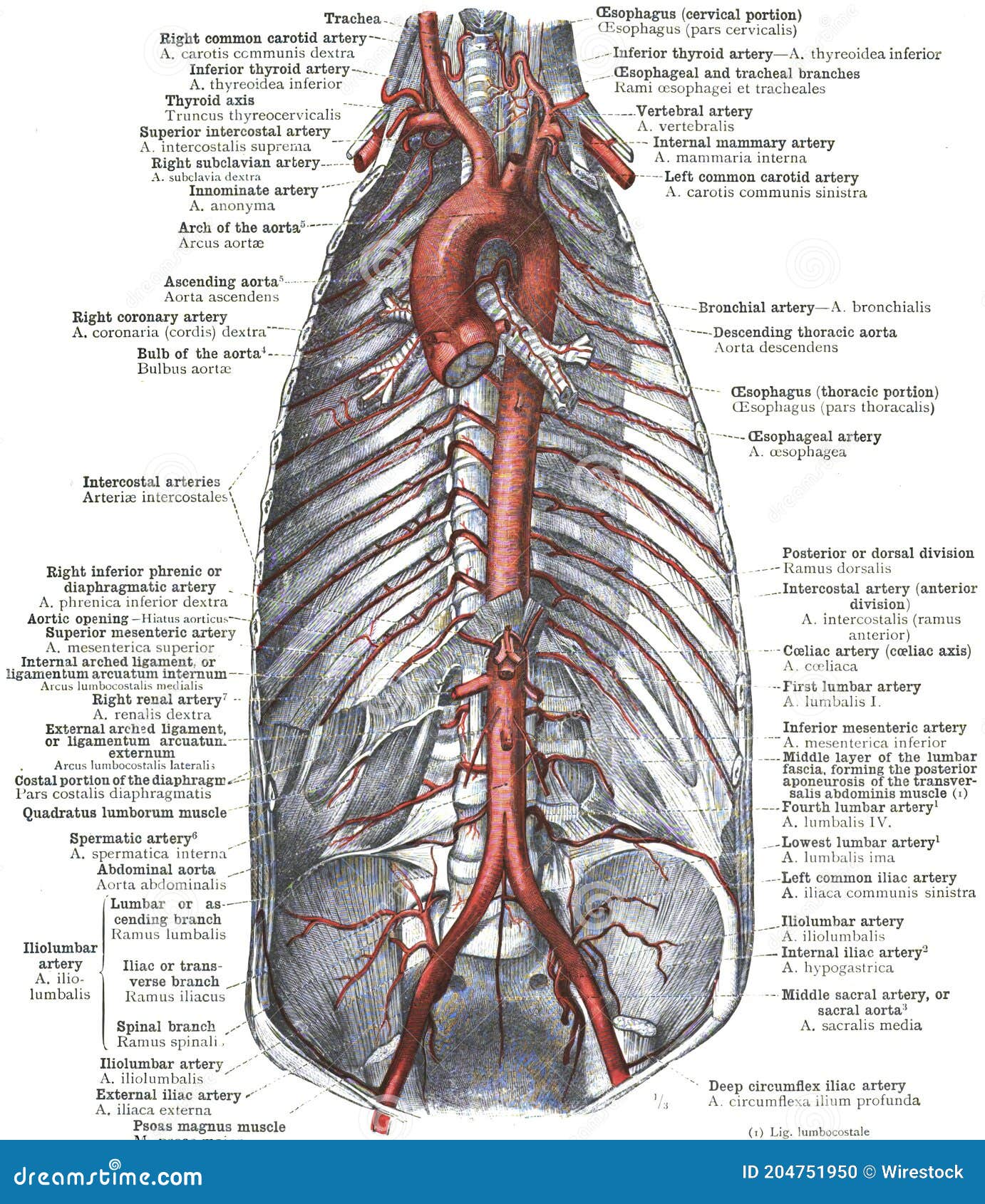 Anatomía De Las Ramas Del Arco Aórtico Foto de archivo - Imagen de ...