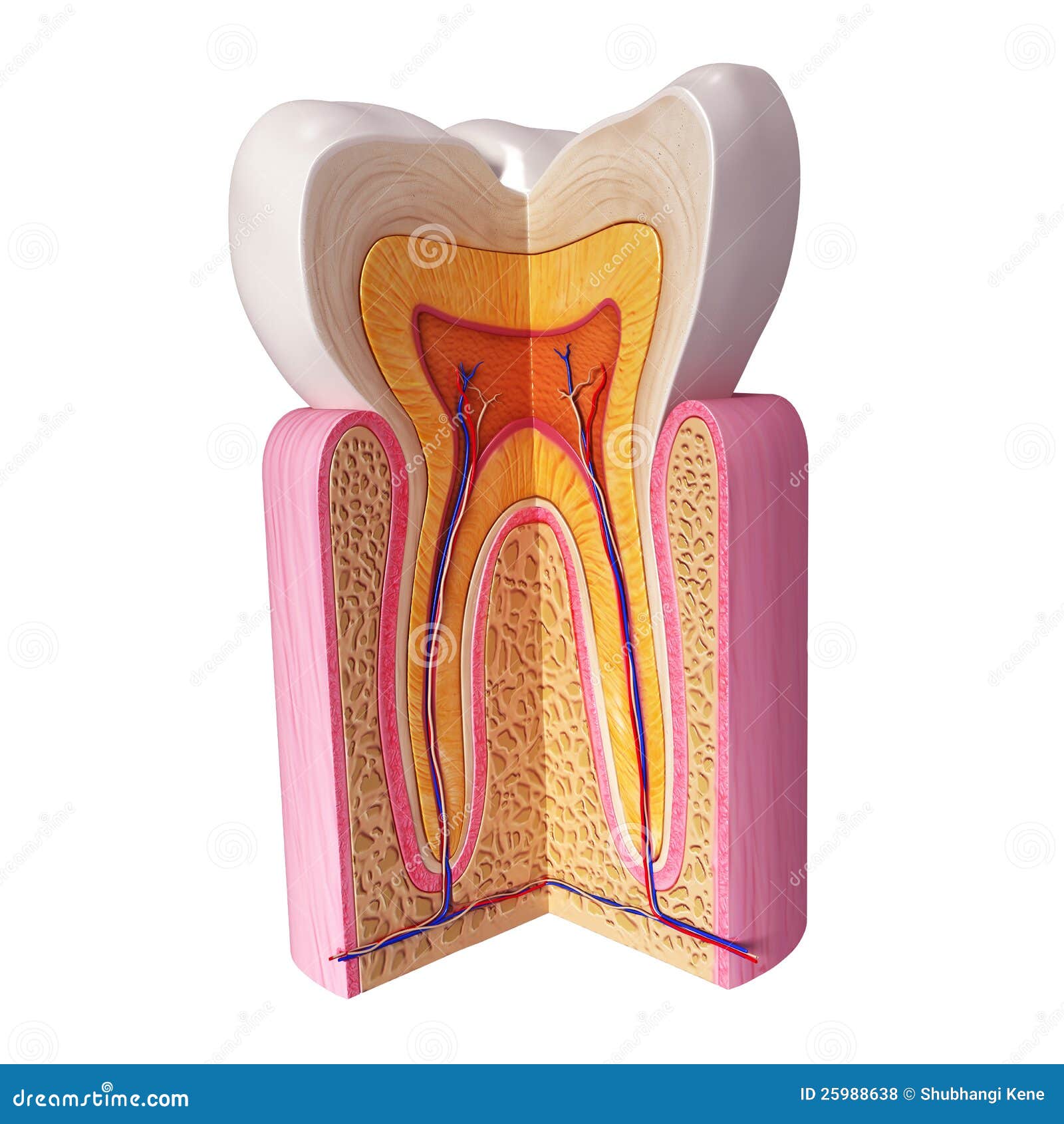Anatomía de los dientes stock de ilustración. Ilustración de ciencia ...
