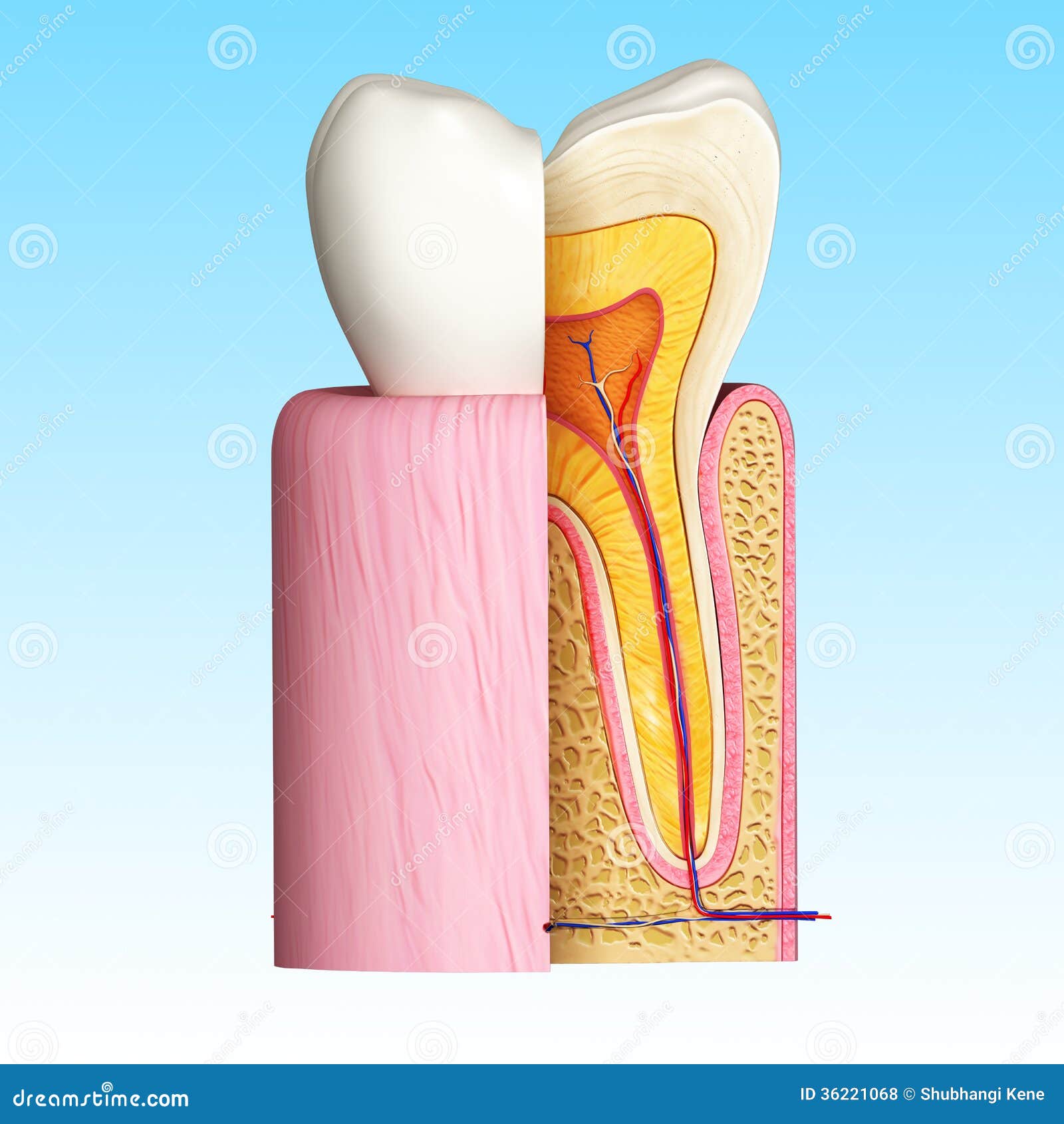 Anatomía de los dientes stock de ilustración. Ilustración de dientes ...