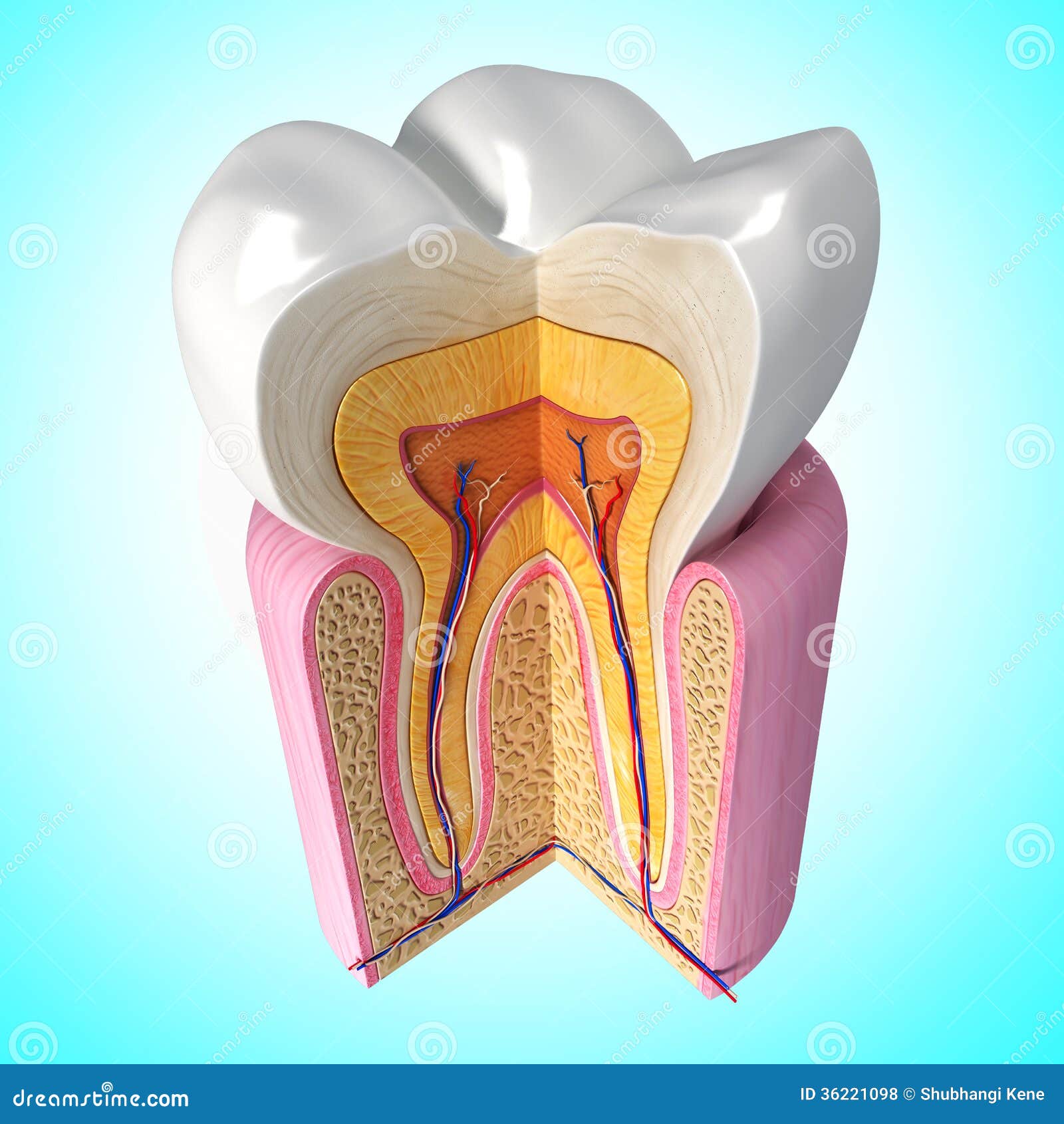 Anatomía de los dientes stock de ilustración. Ilustración de dentista ...